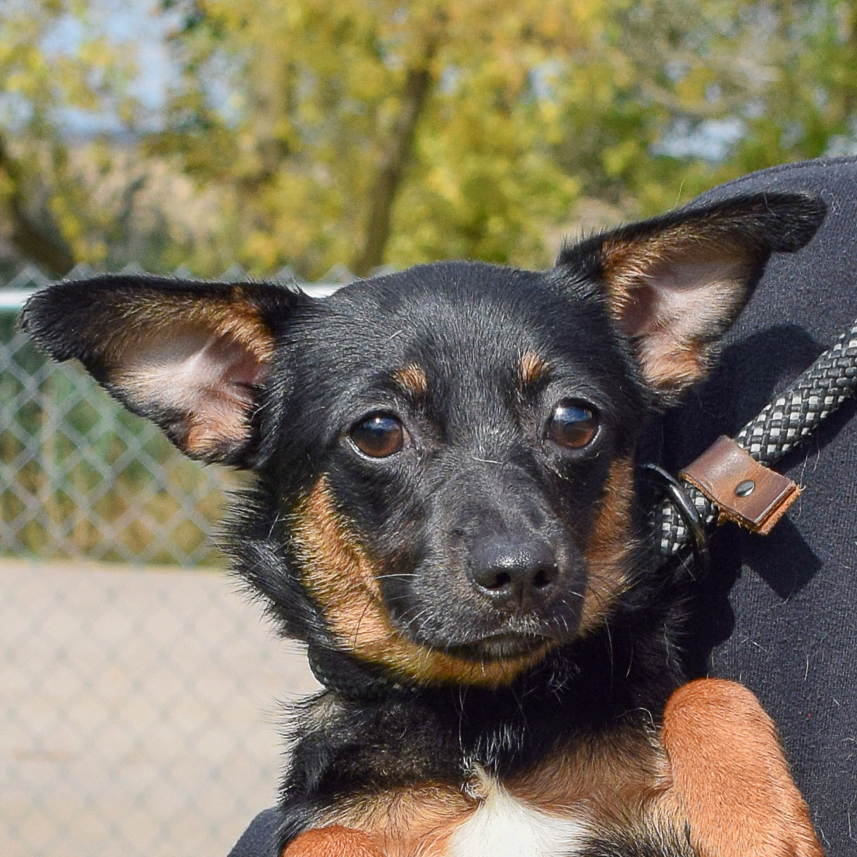 Patty - Animal House Shelter