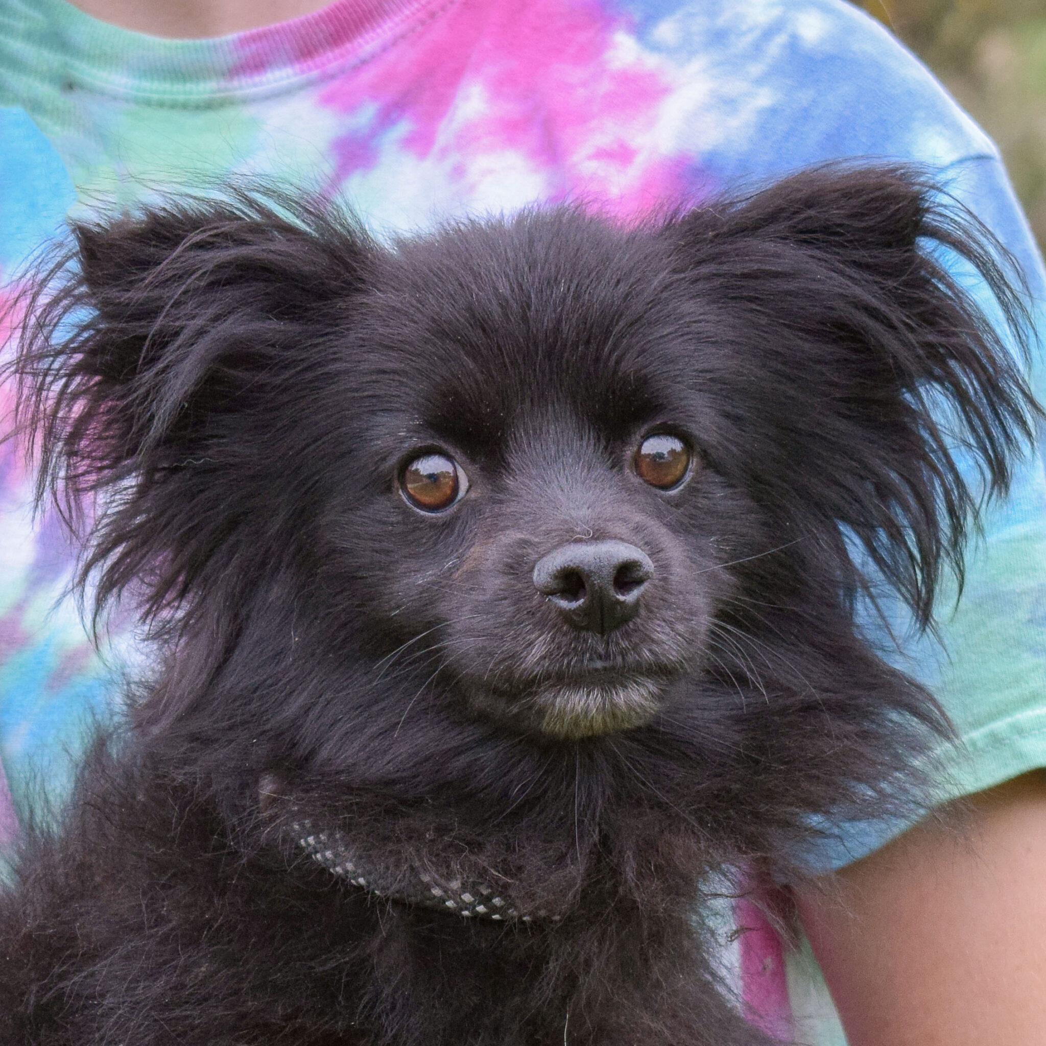 Randall - Animal House Shelter