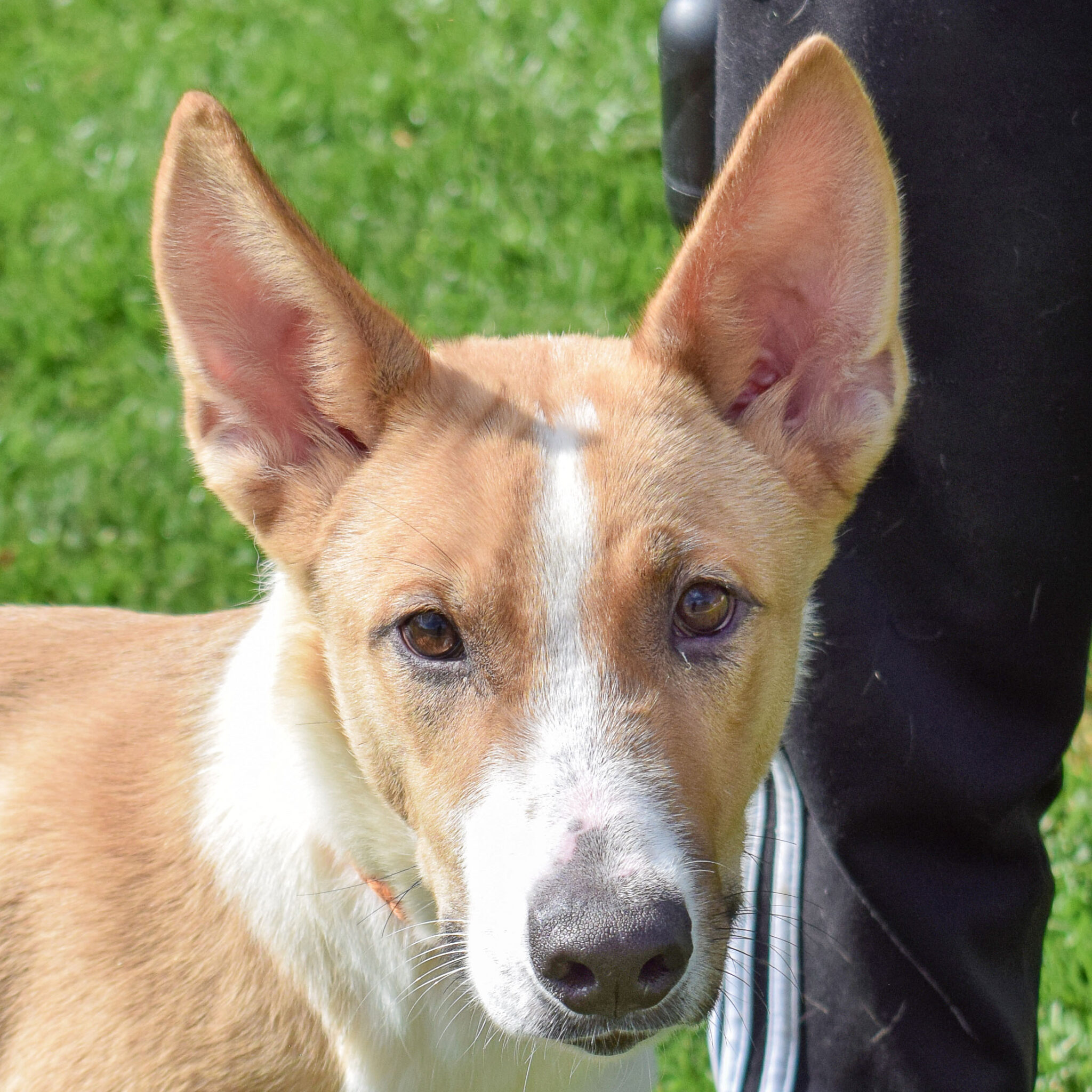 Scuttle - Animal House Shelter