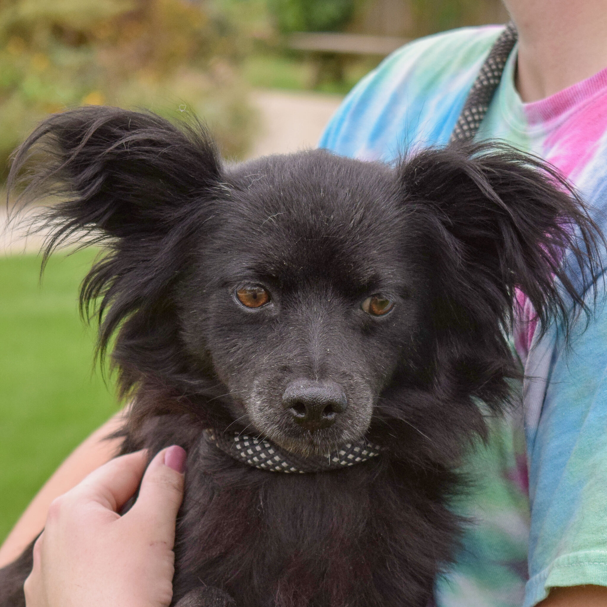 Susan - Animal House Shelter