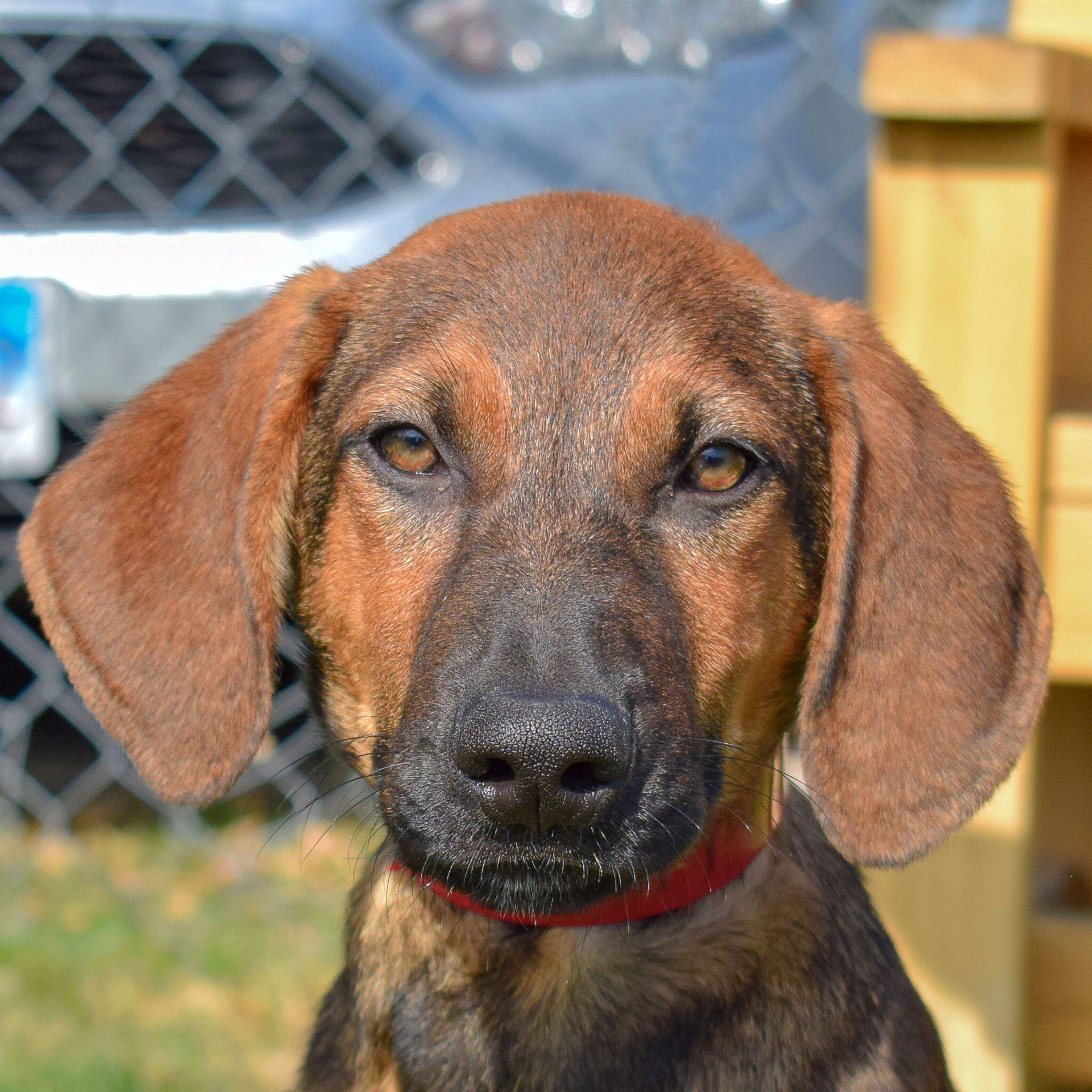 Timmy - Animal House Shelter