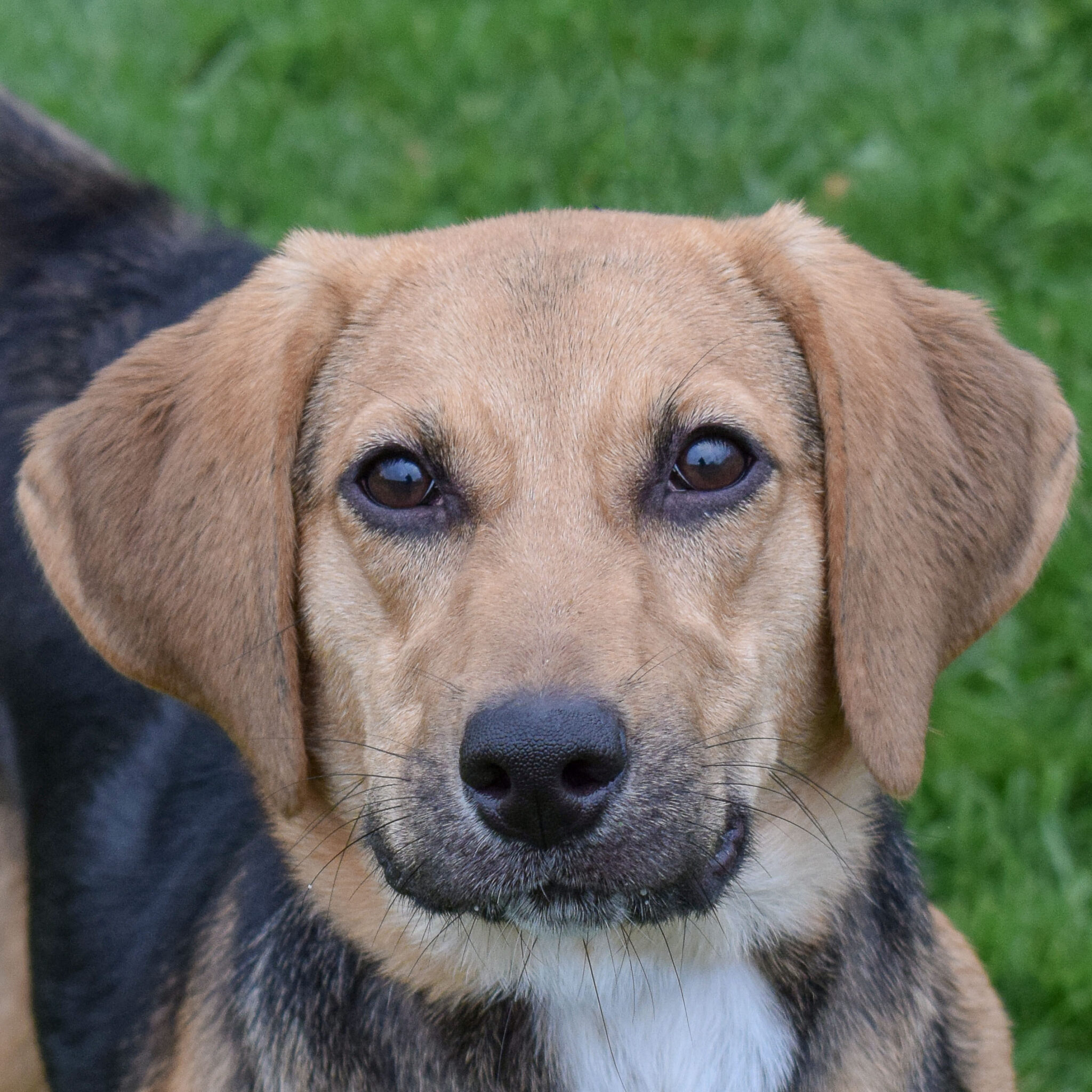 Trina - Animal House Shelter