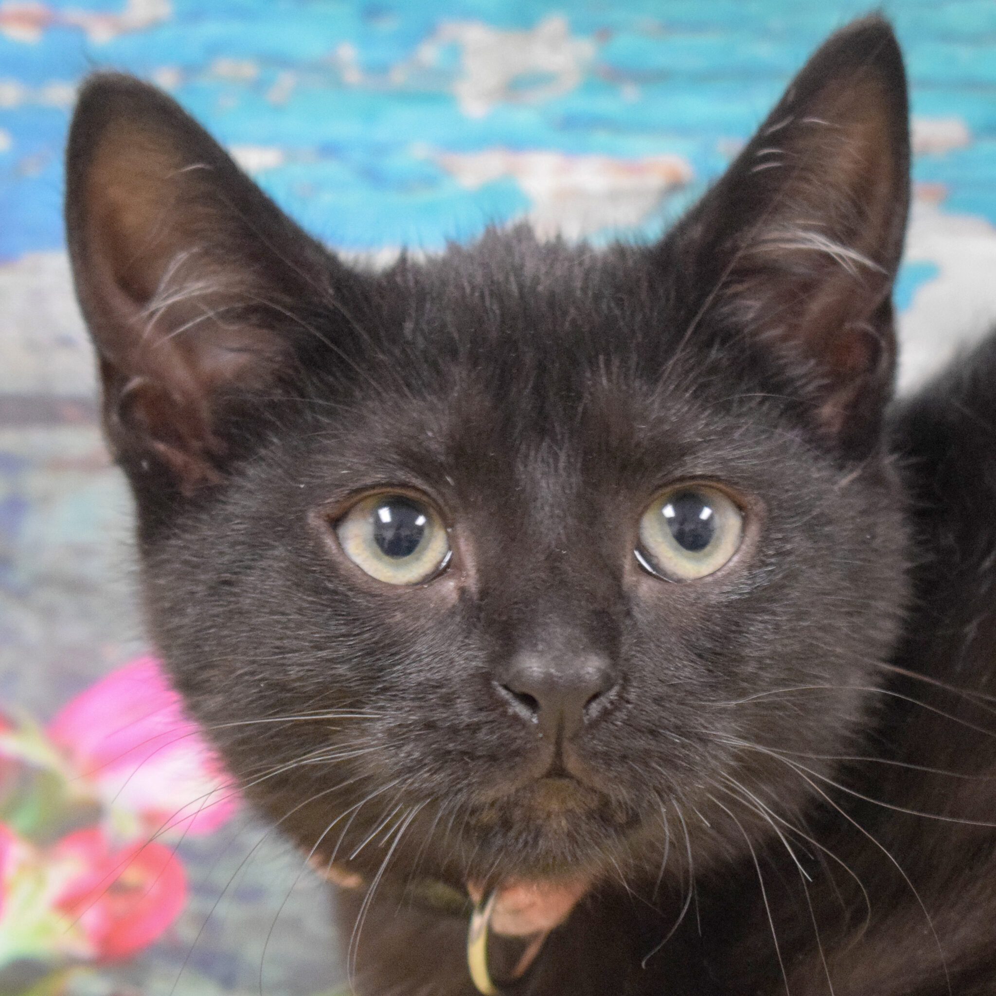 Binx - Animal House Shelter