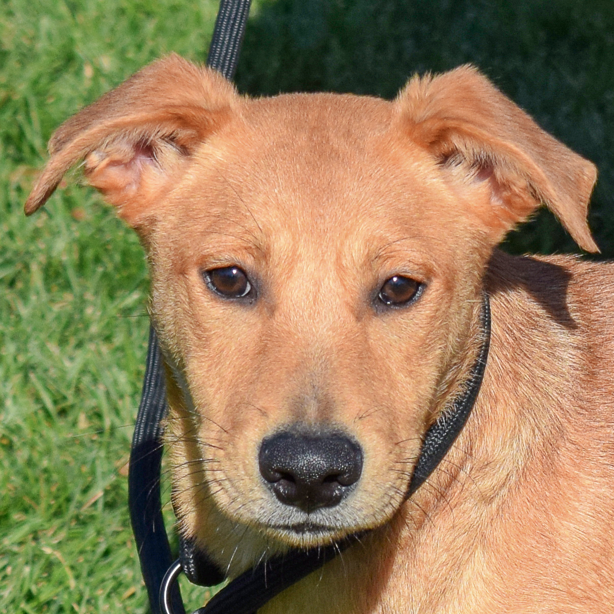 Casey - Animal House Shelter