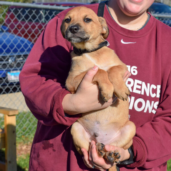 Cheese - Animal House Shelter