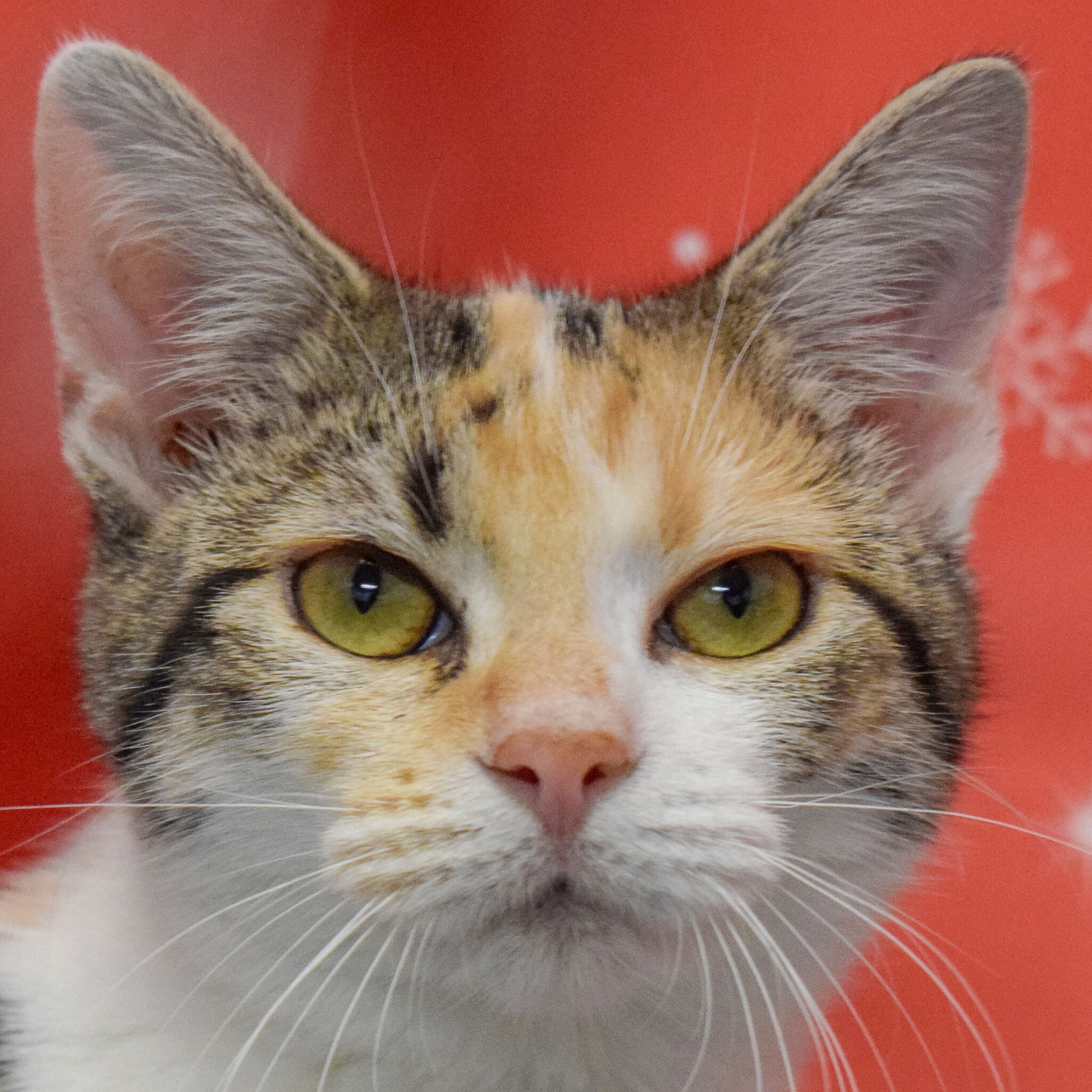 Chilly - Animal House Shelter