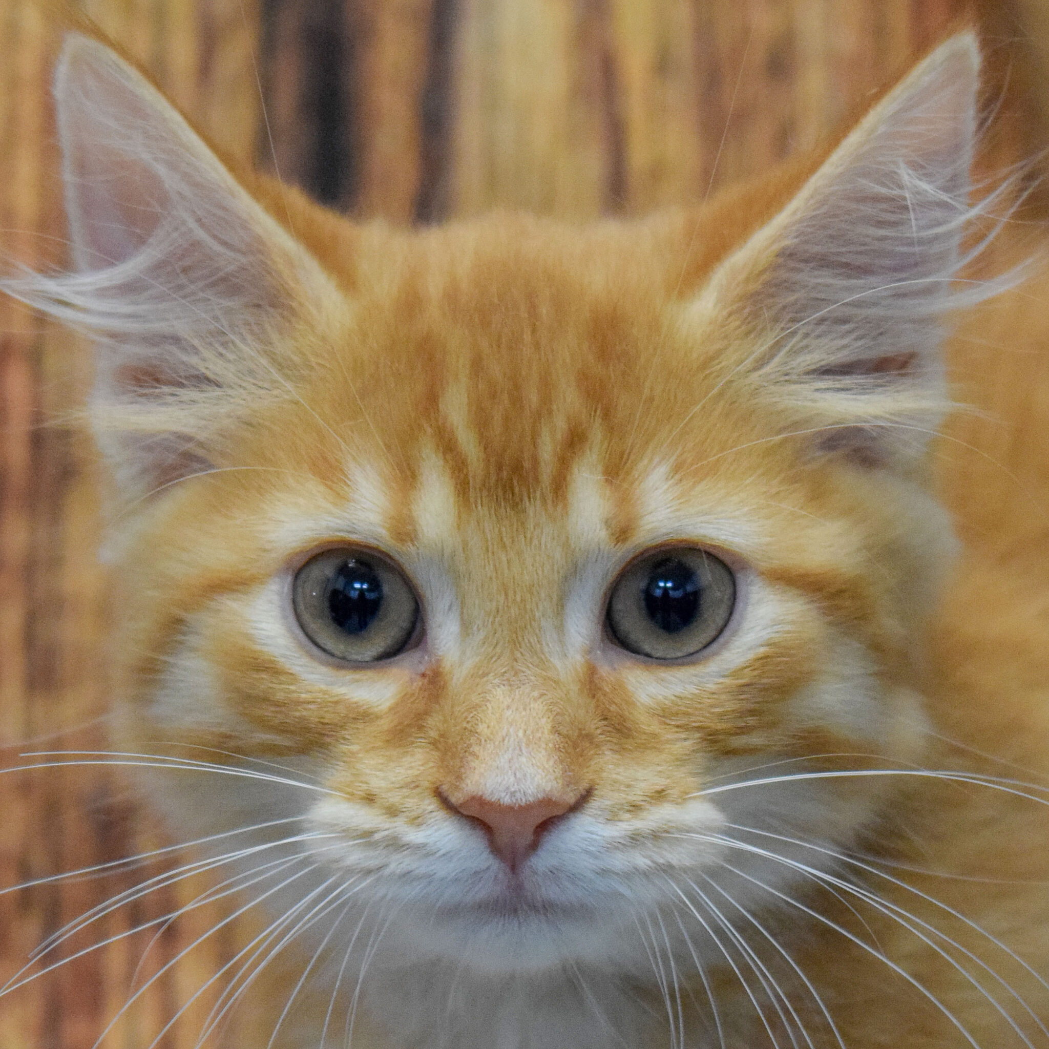 Chucky - Animal House Shelter