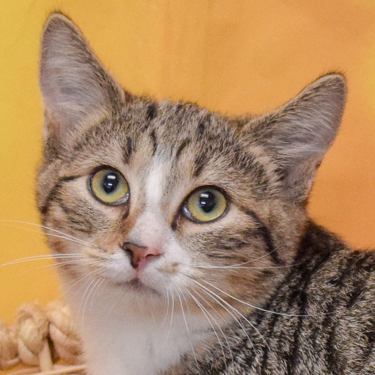 Cider - Animal House Shelter