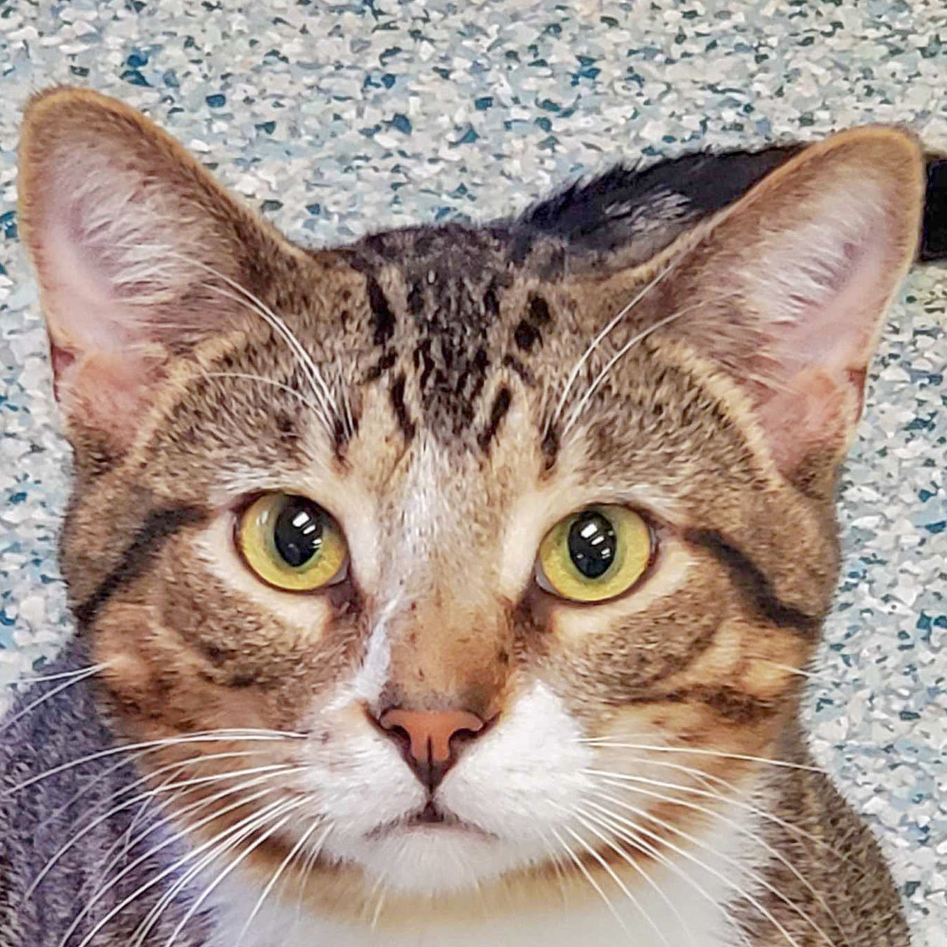 Cobbler - Animal House Shelter