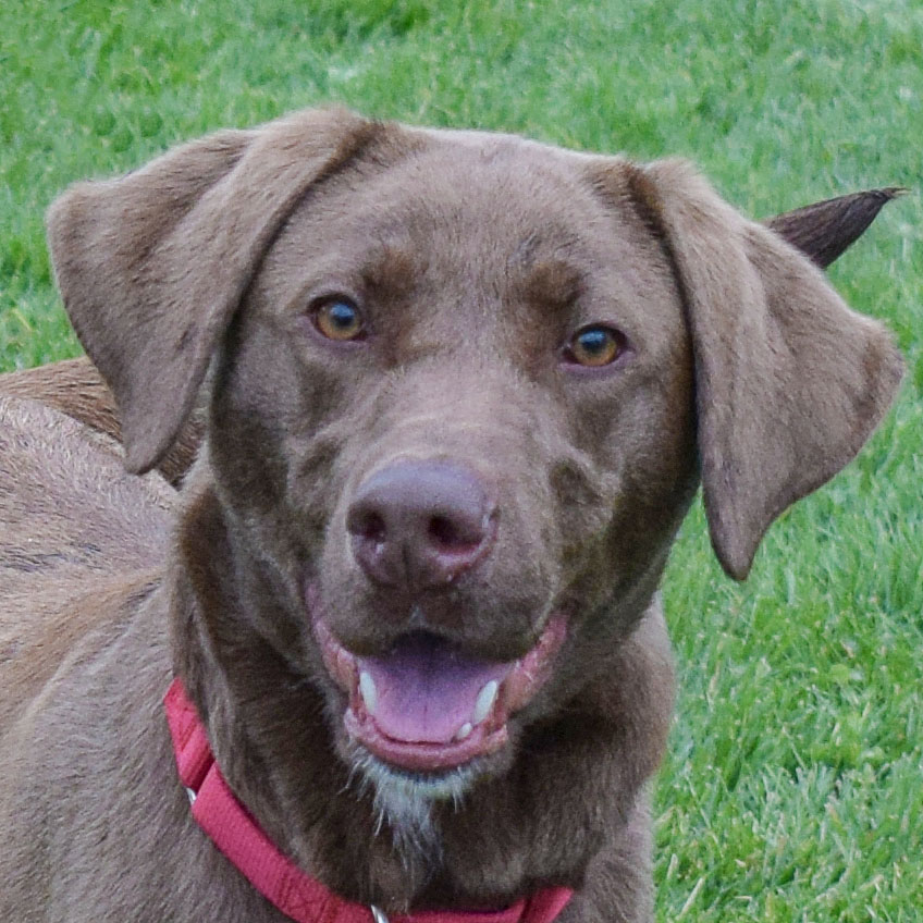 Cocoa - Animal House Shelter