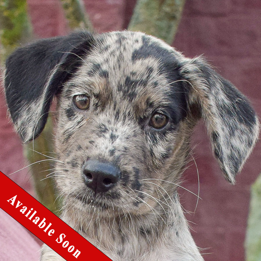 Foxtrot - Animal House Shelter