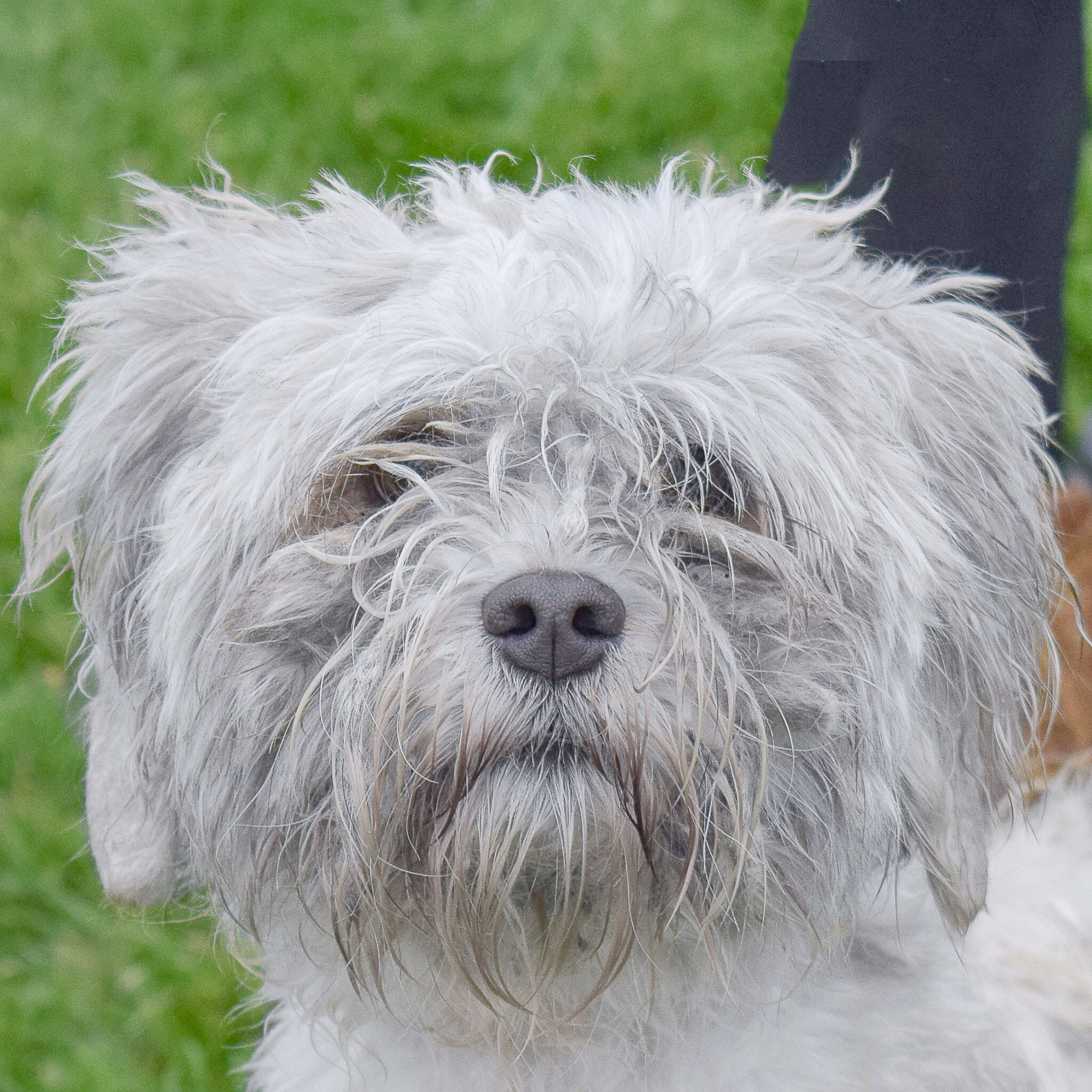 Frost - Animal House Shelter