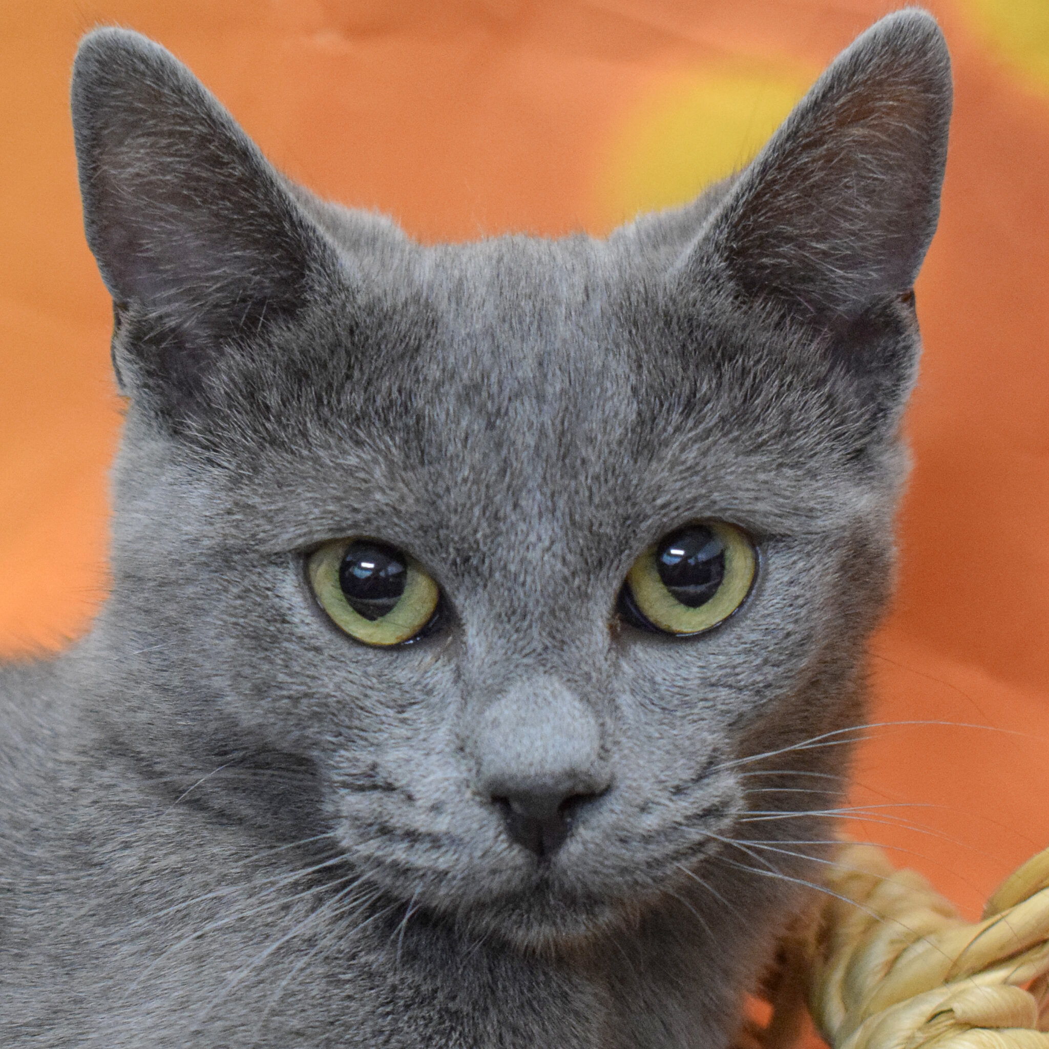 Grayson - Animal House Shelter