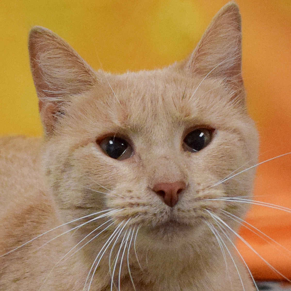 Janice - Animal House Shelter