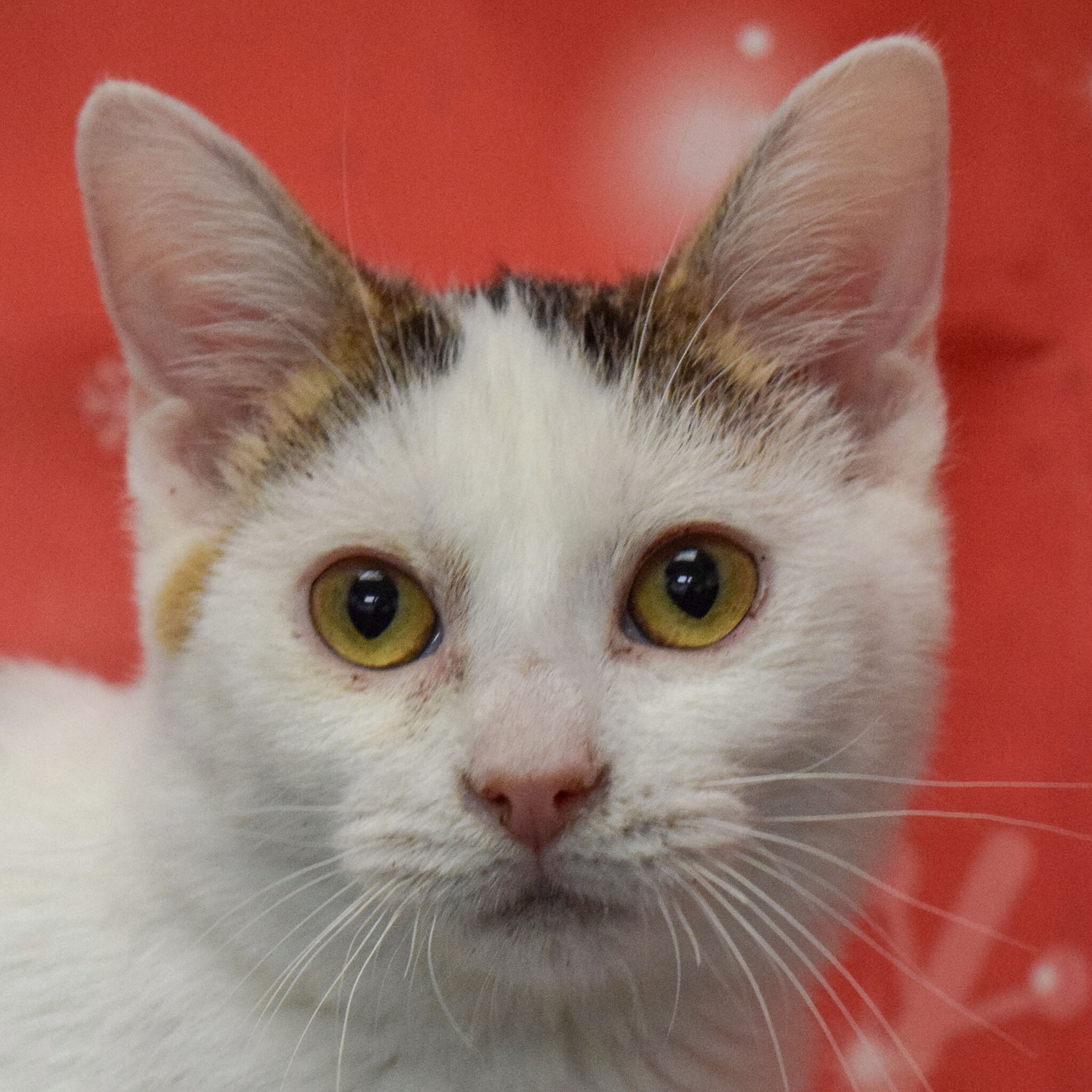 Kite - Animal House Shelter