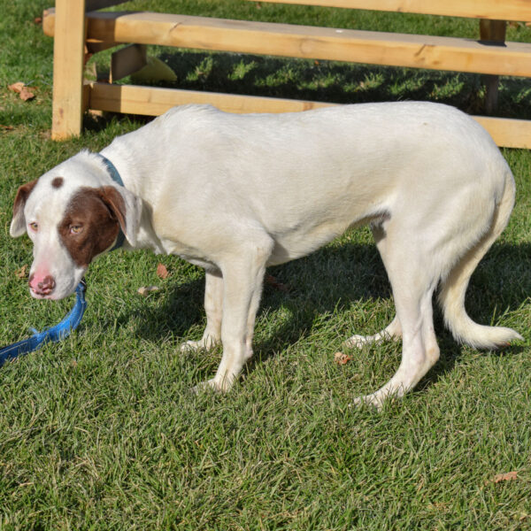 Kyle - Animal House Shelter