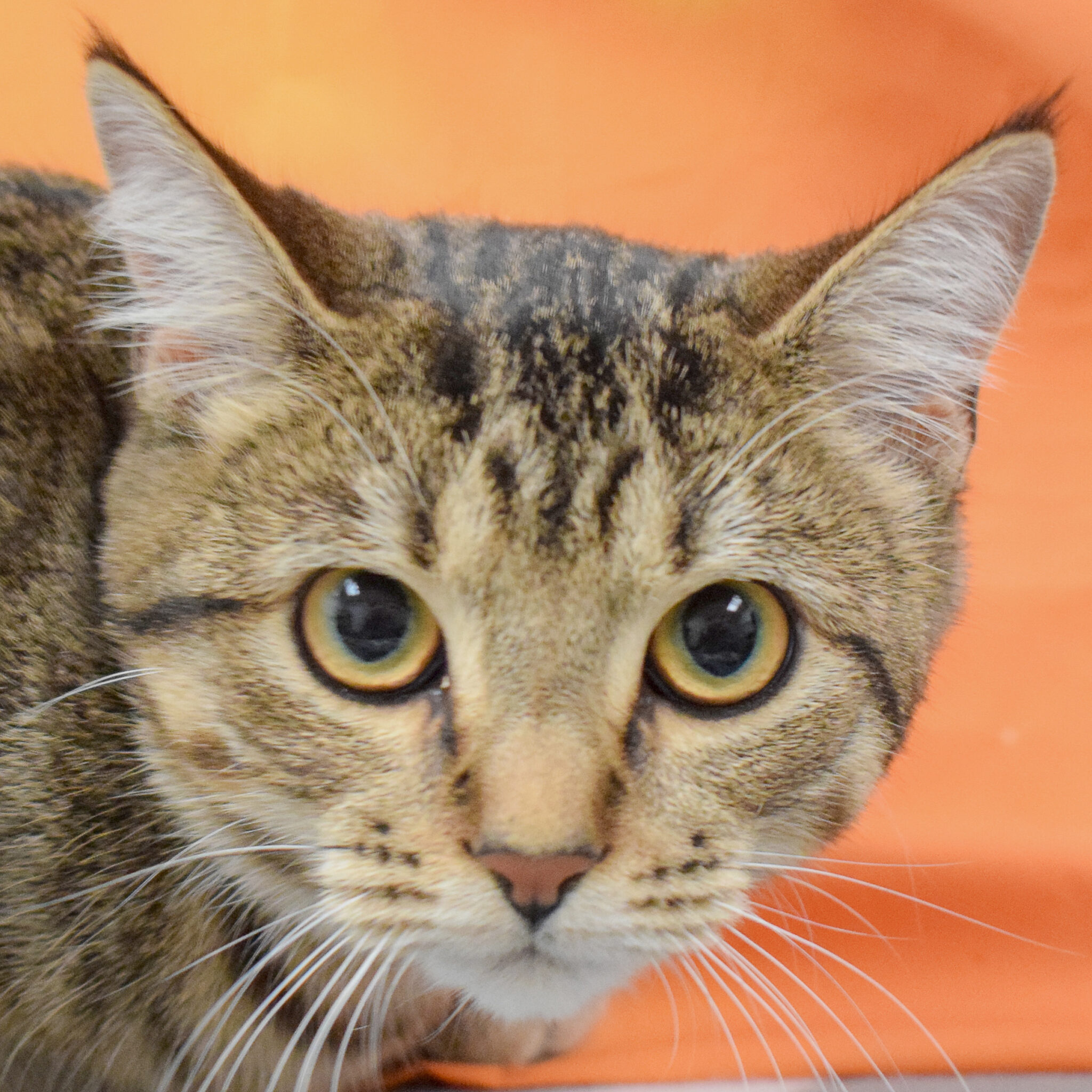 Lucy - Animal House Shelter