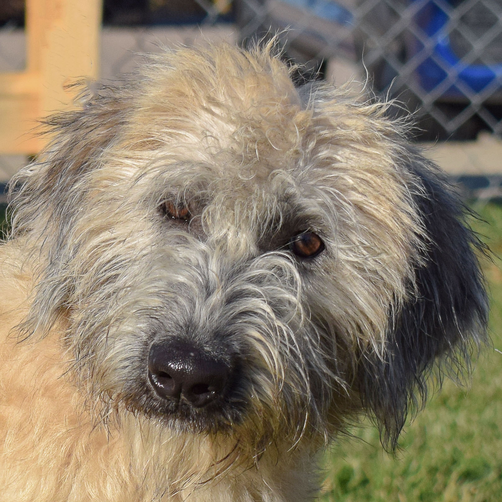 Marge - Animal House Shelter