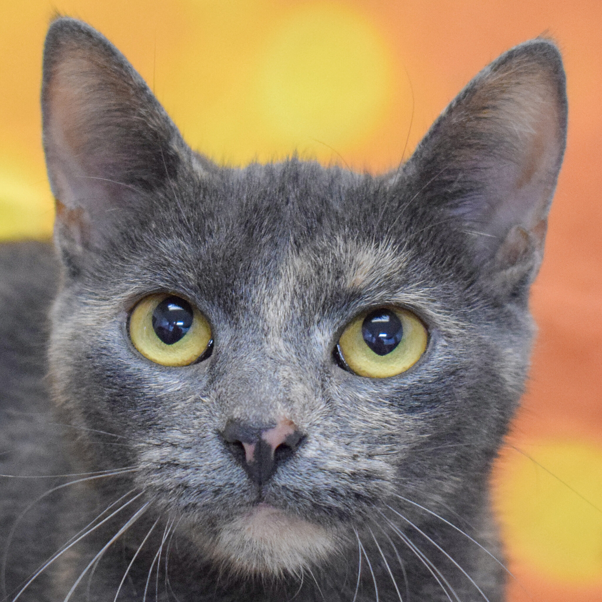 Martha - Animal House Shelter