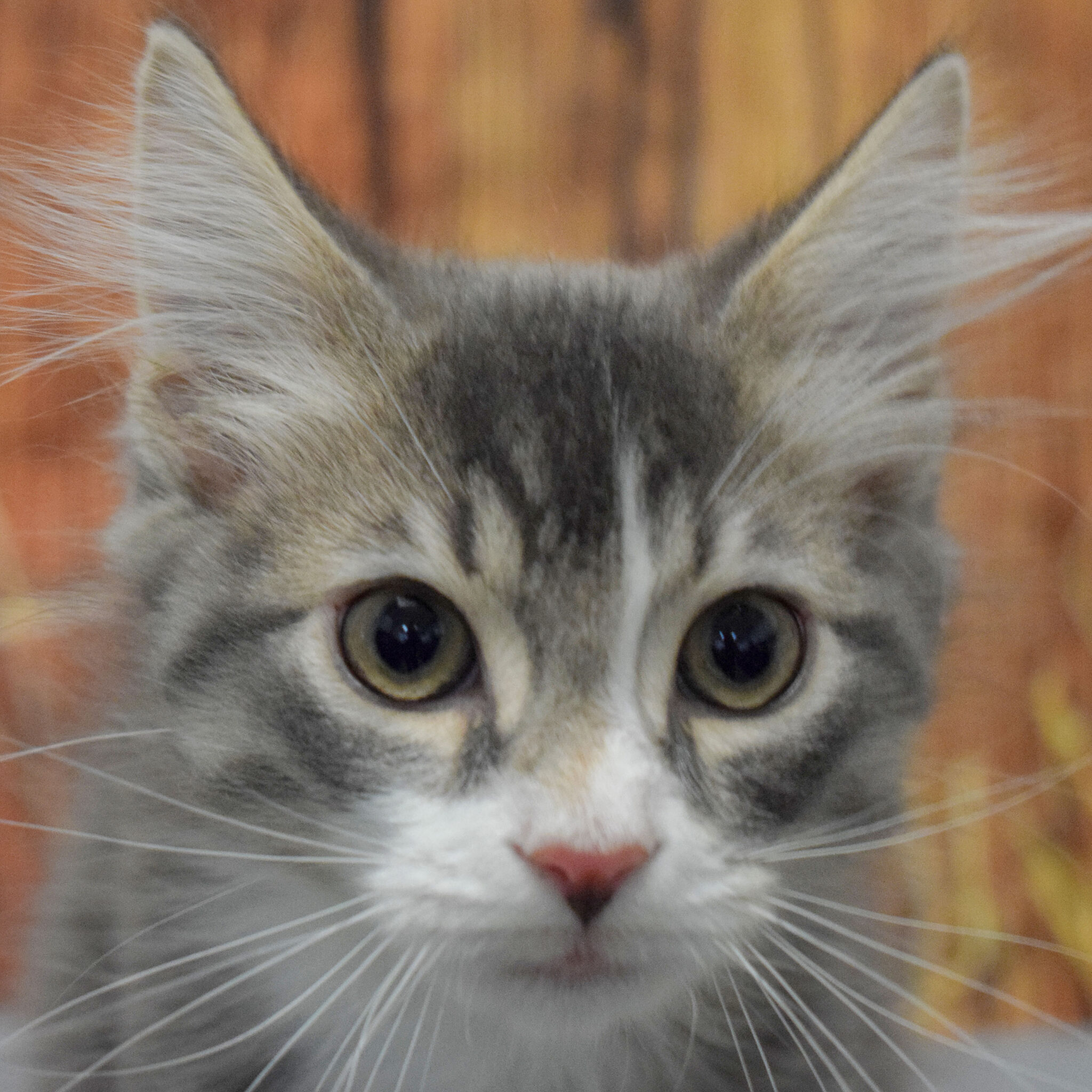 Michael - Animal House Shelter