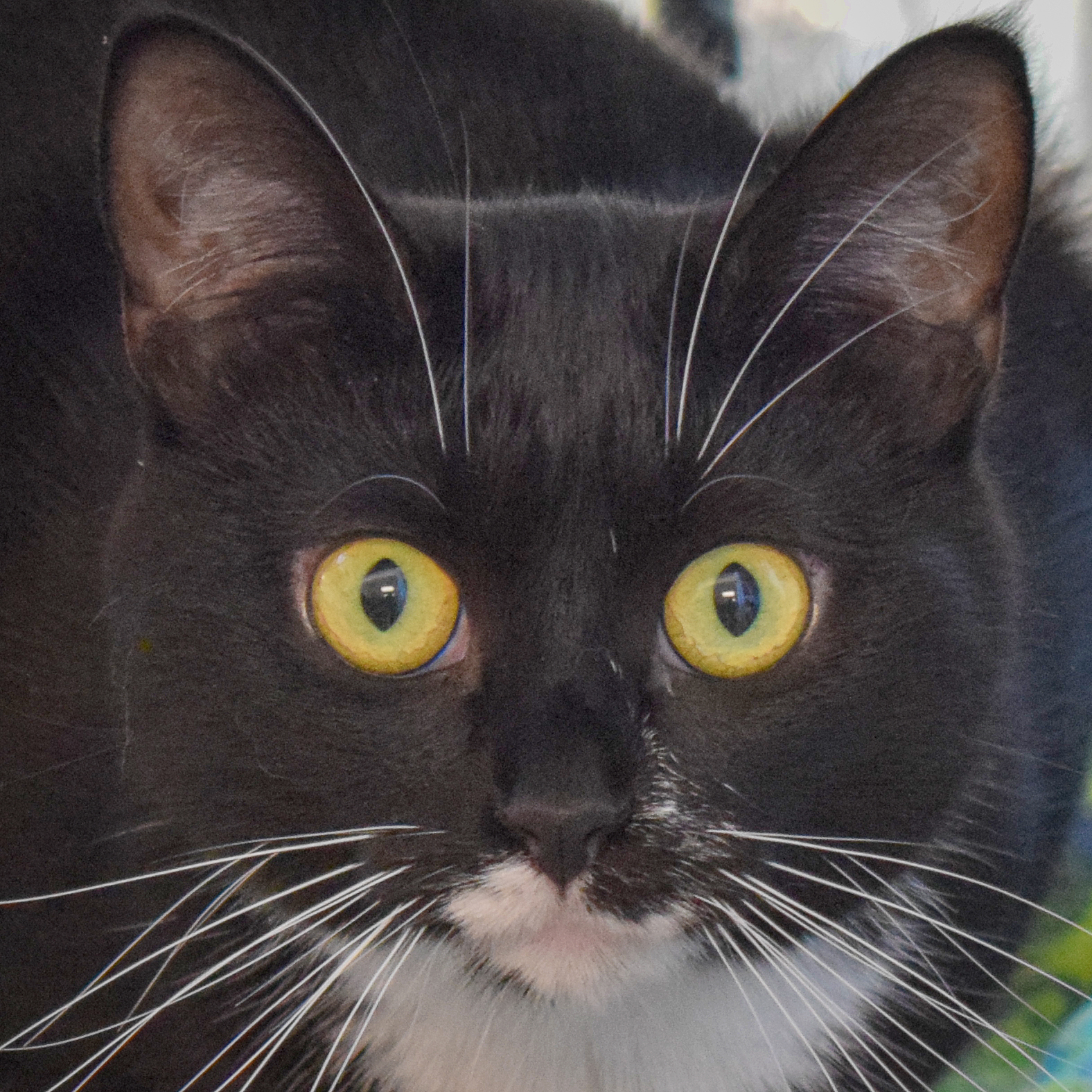 Muffin - Animal House Shelter