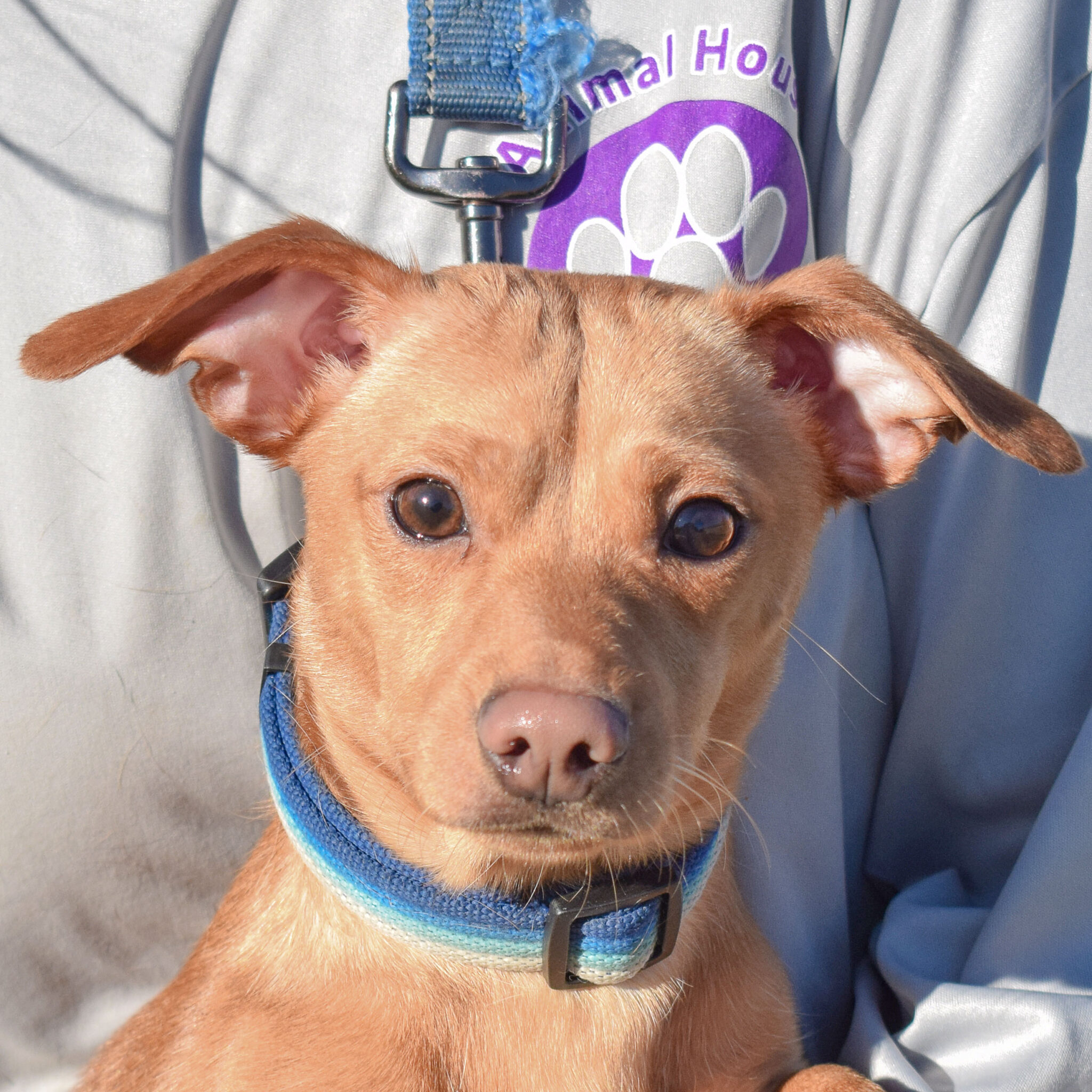 Nugget - Animal House Shelter