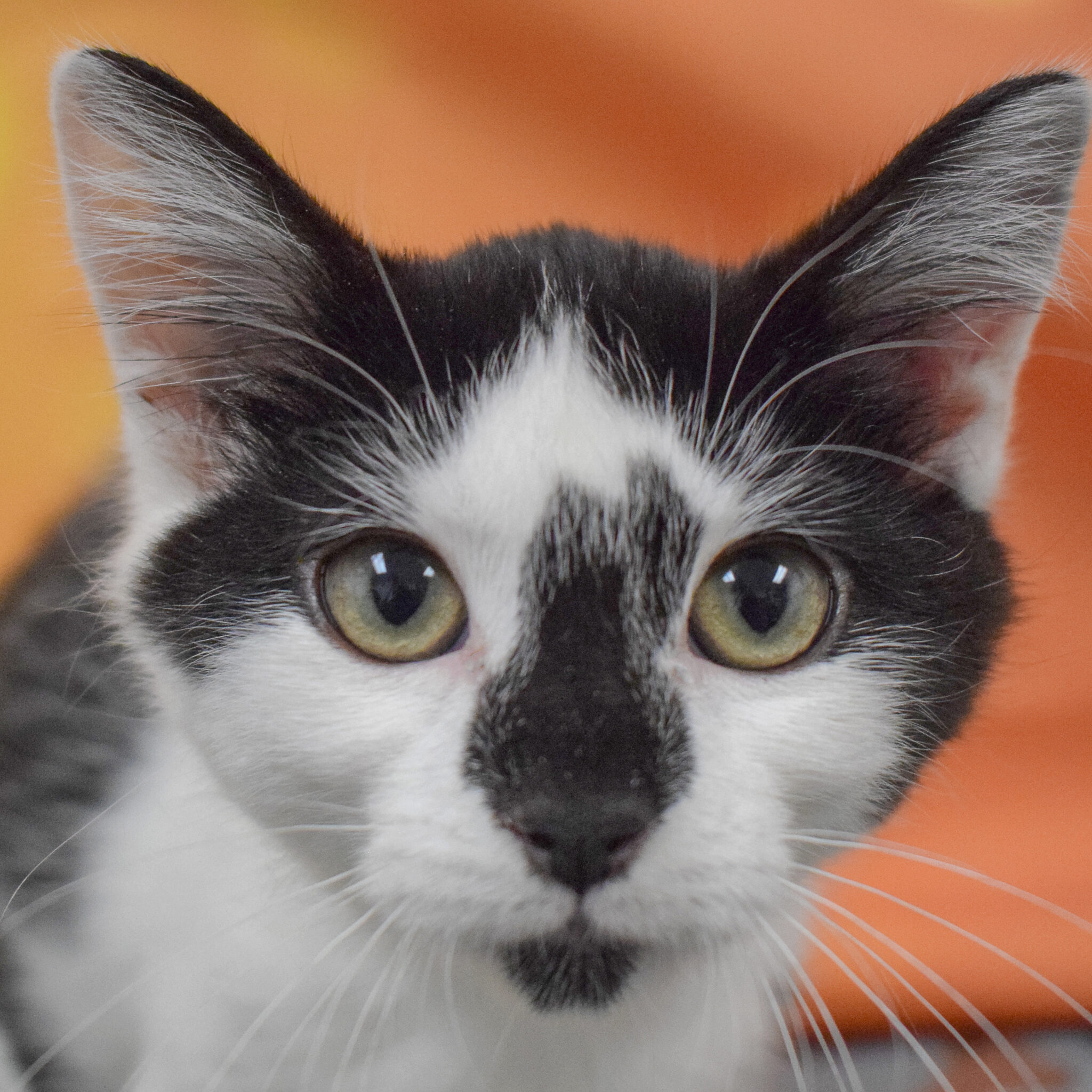 Oreo - Animal House Shelter