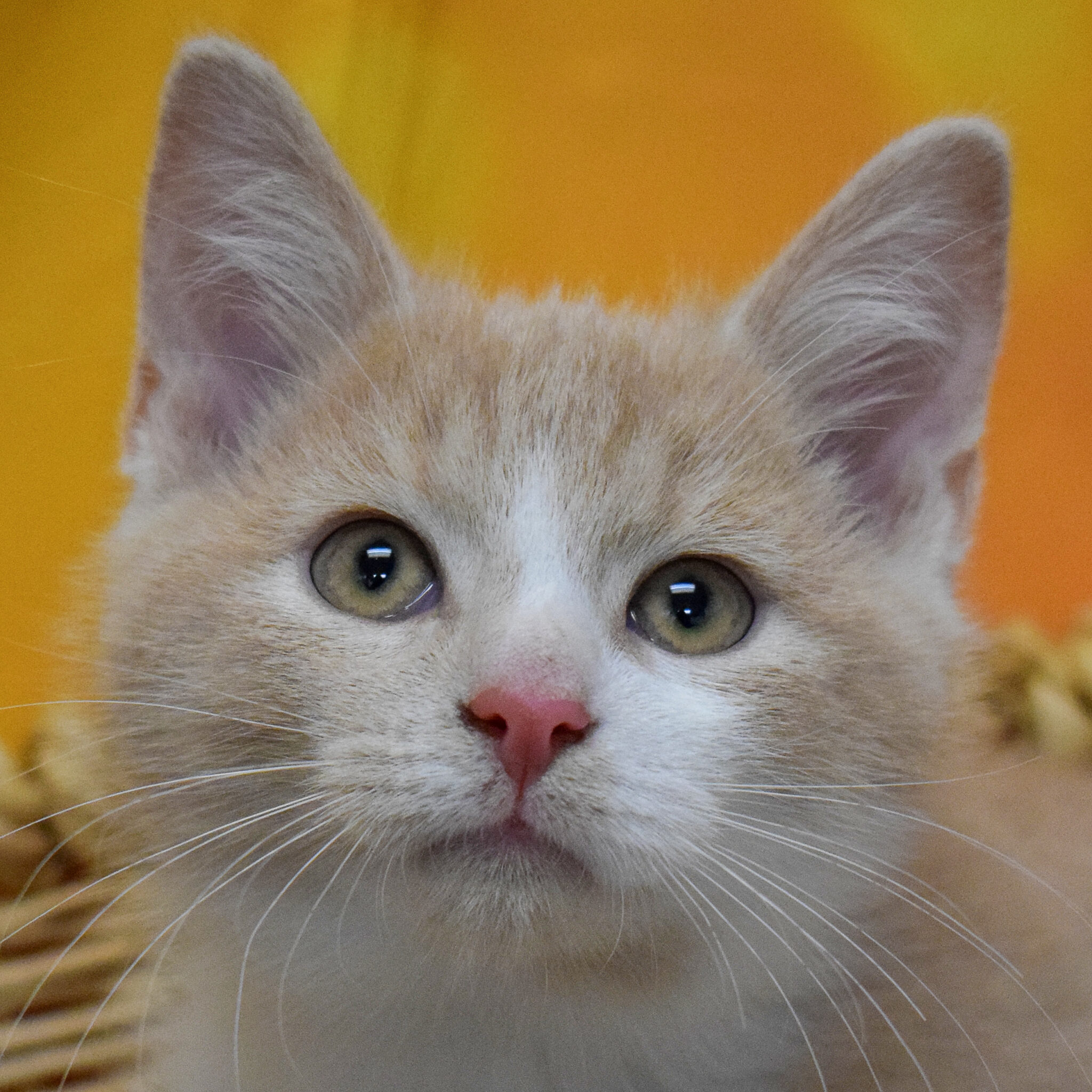 Peaches - Animal House Shelter