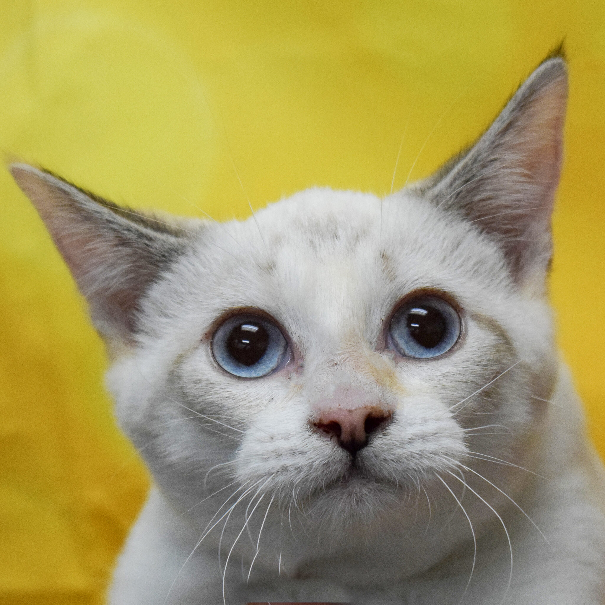 Pumpkin - Animal House Shelter