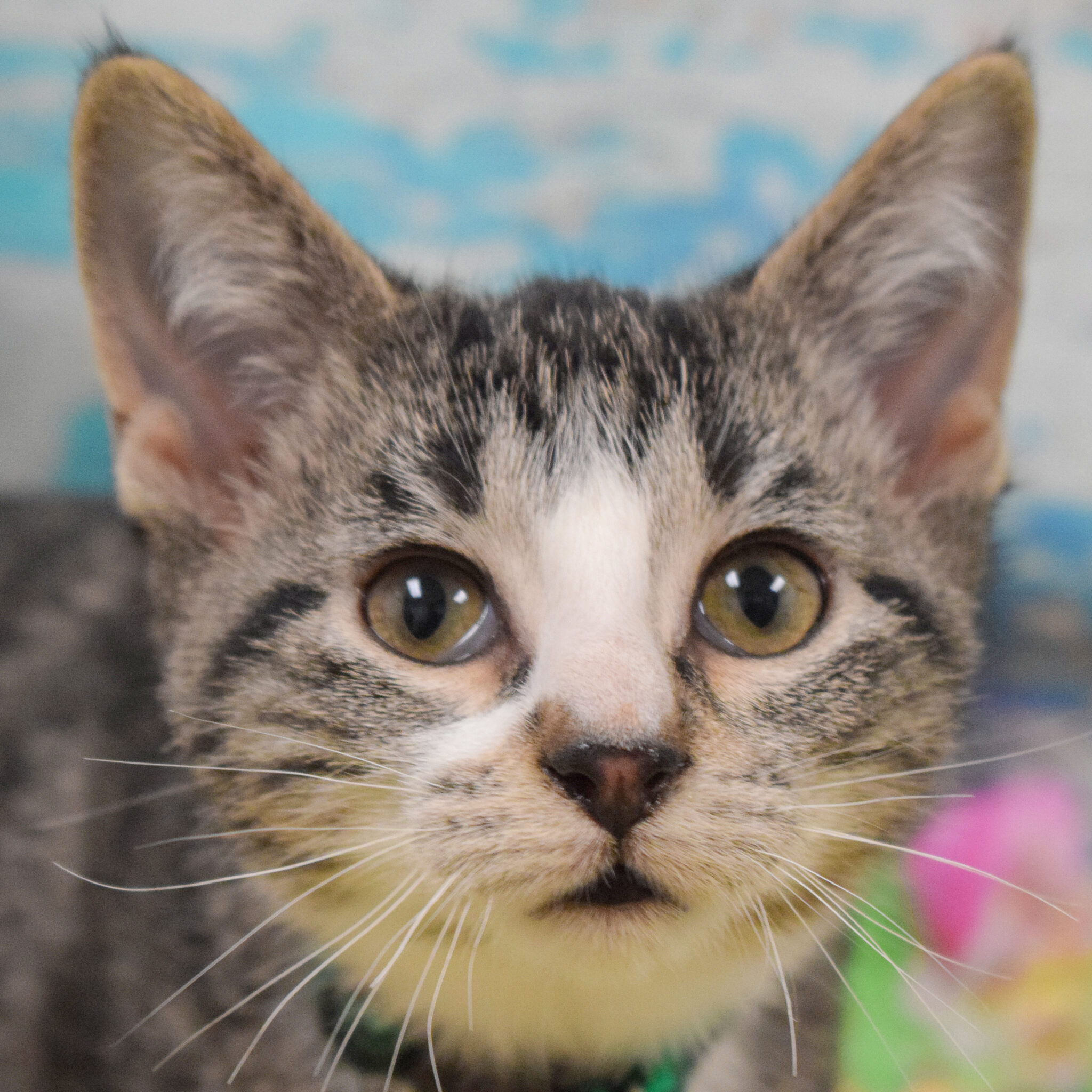 Raven - Animal House Shelter