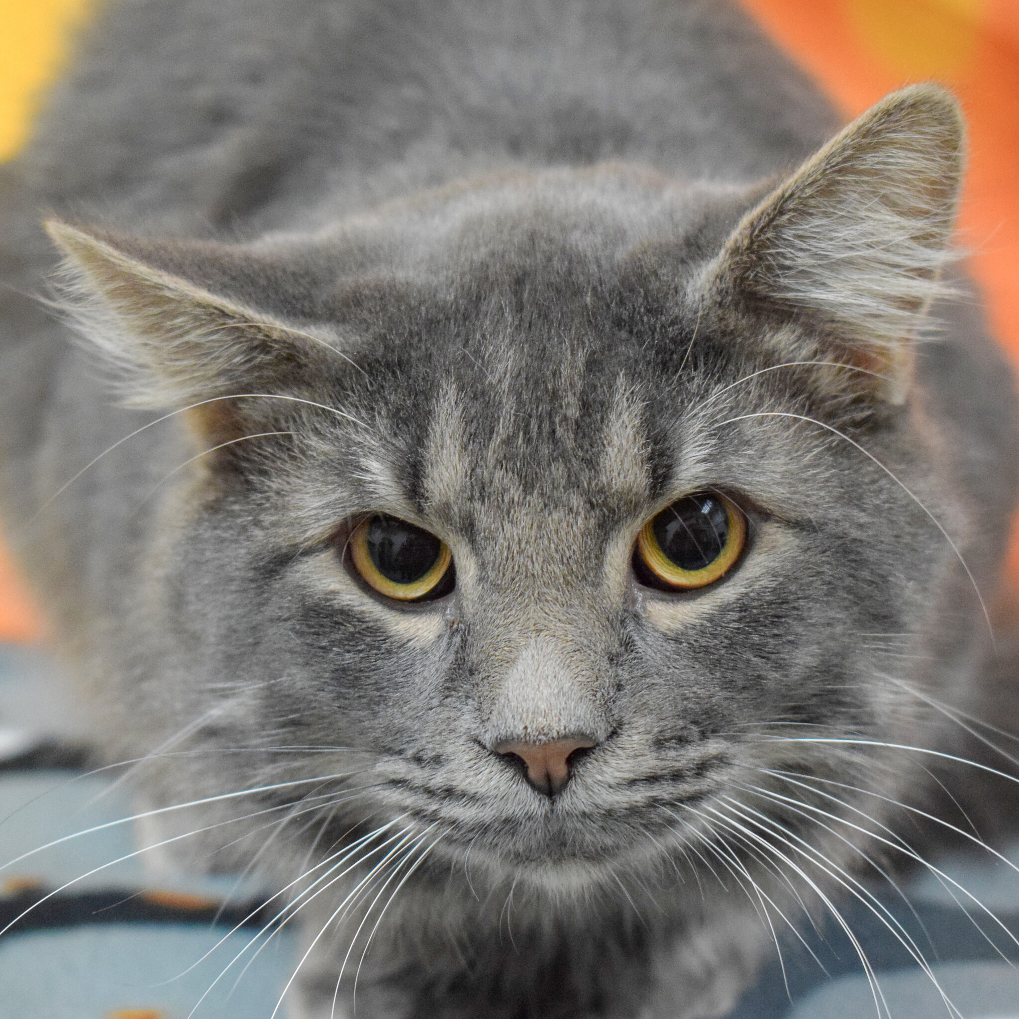 Ricky - Animal House Shelter