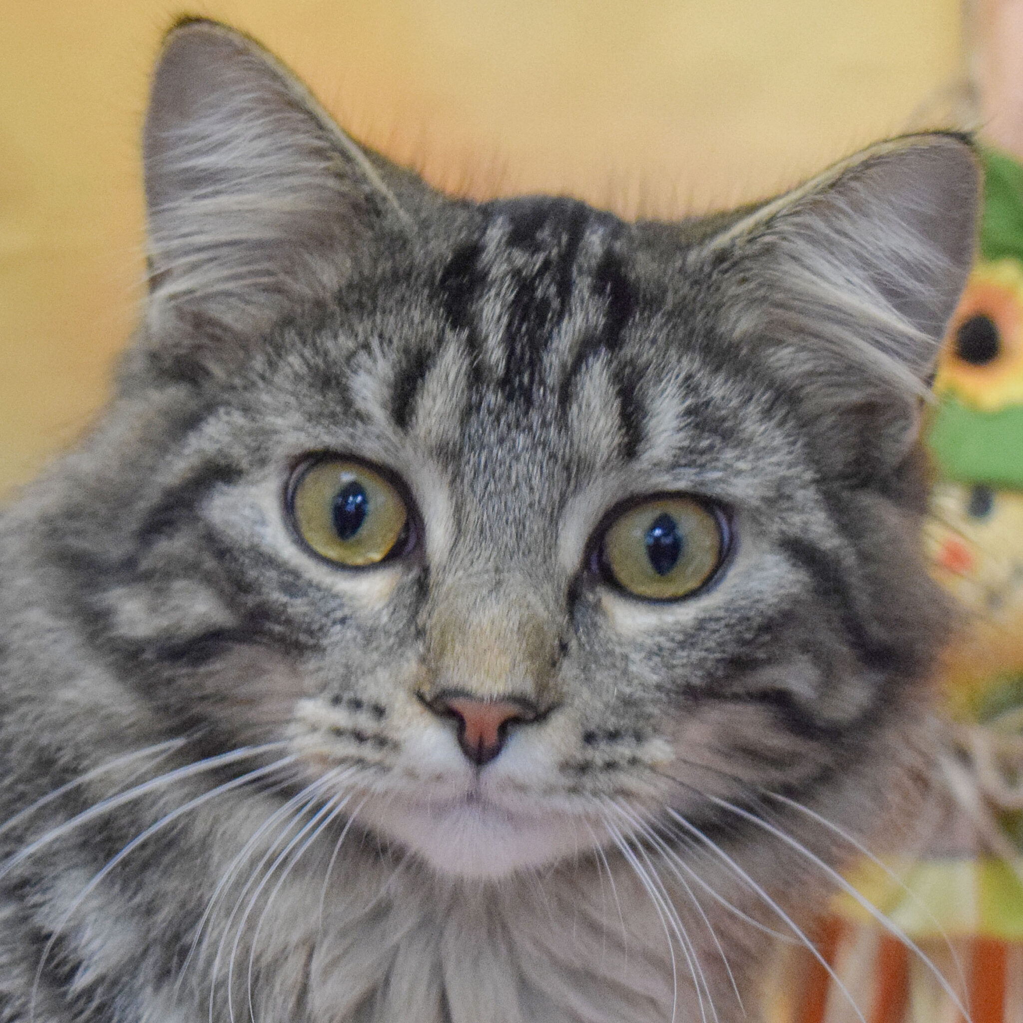 Samuel - Animal House Shelter