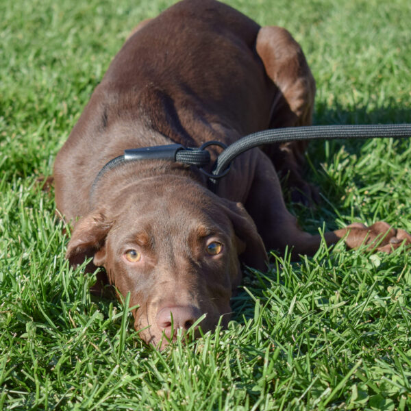 Swiss - Animal House Shelter