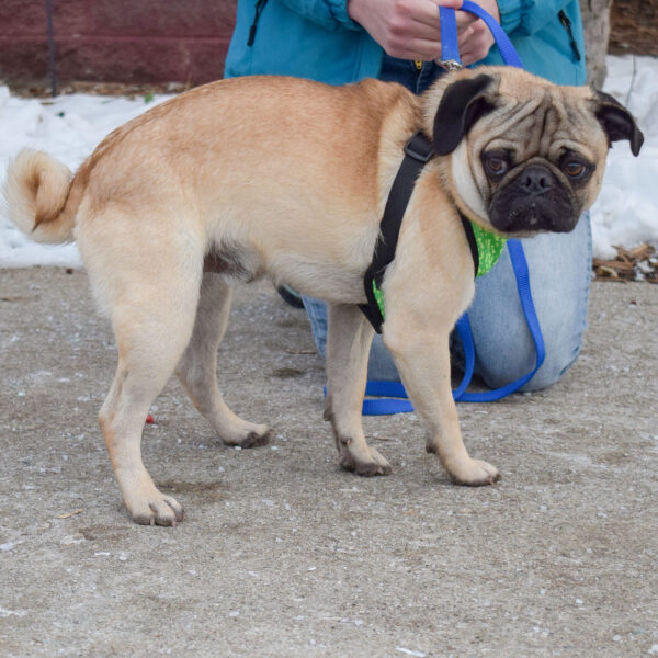 Tank - Animal House Shelter