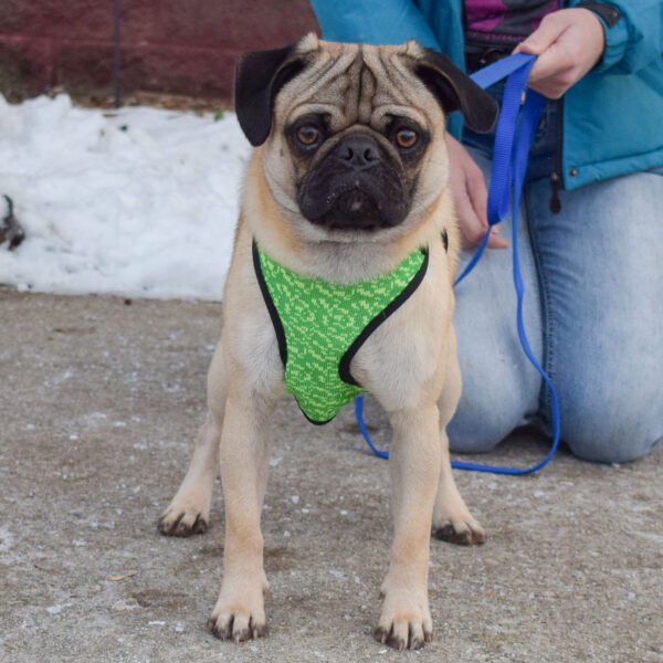 Tank - Animal House Shelter