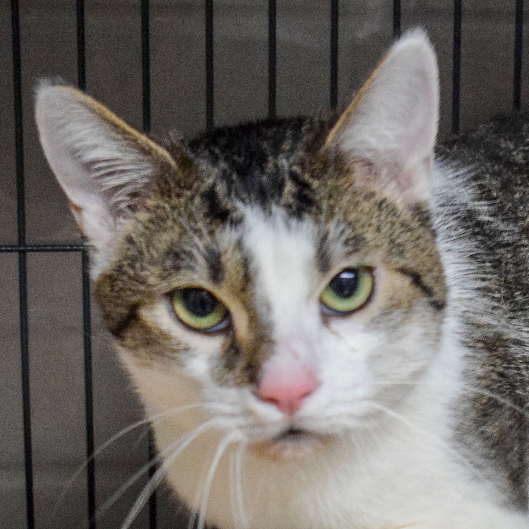 Tofu - Animal House Shelter