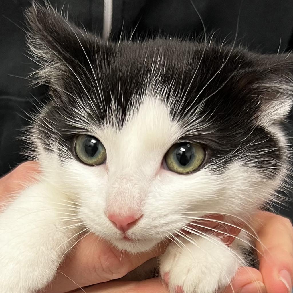 Puff - Animal House Shelter