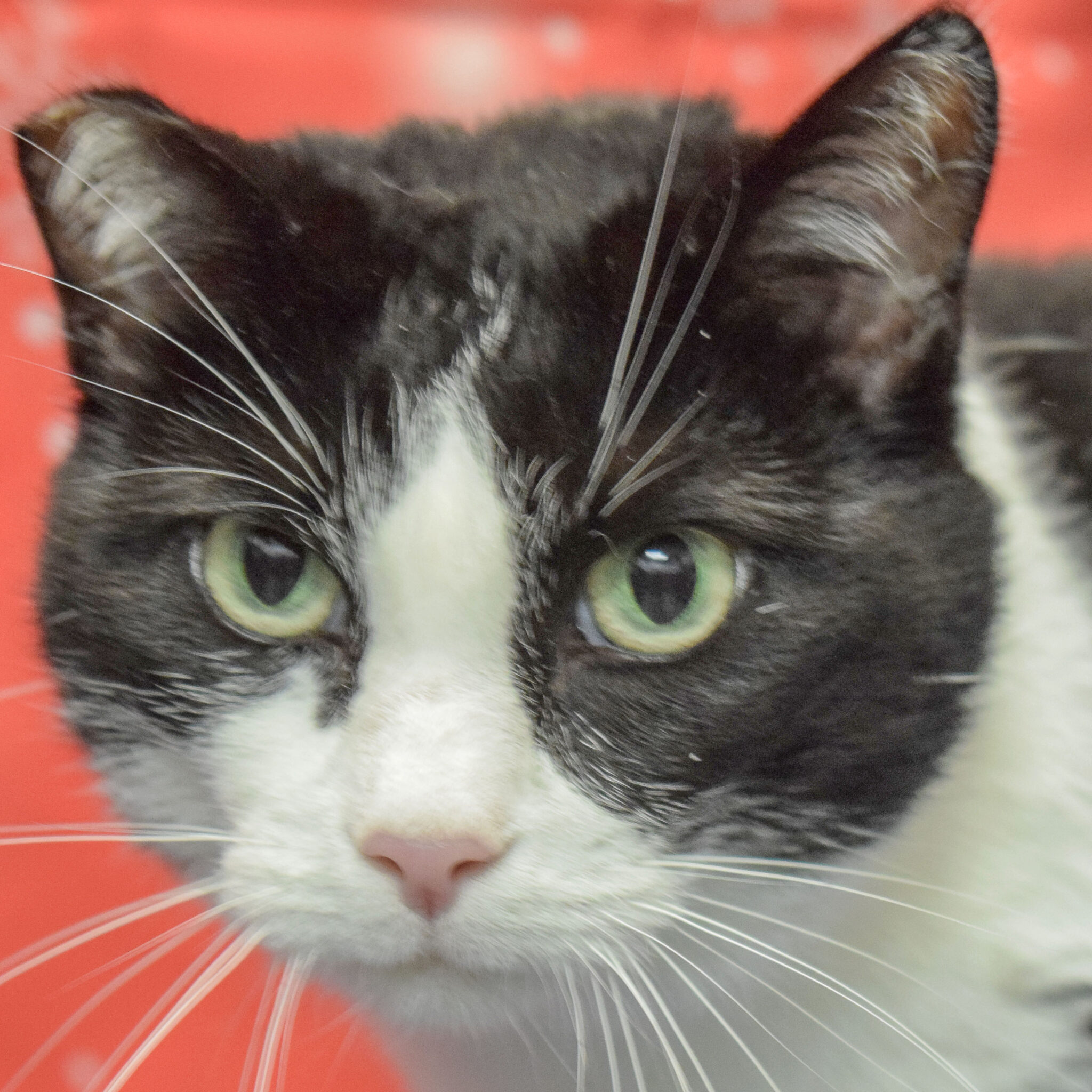 Butch - Animal House Shelter