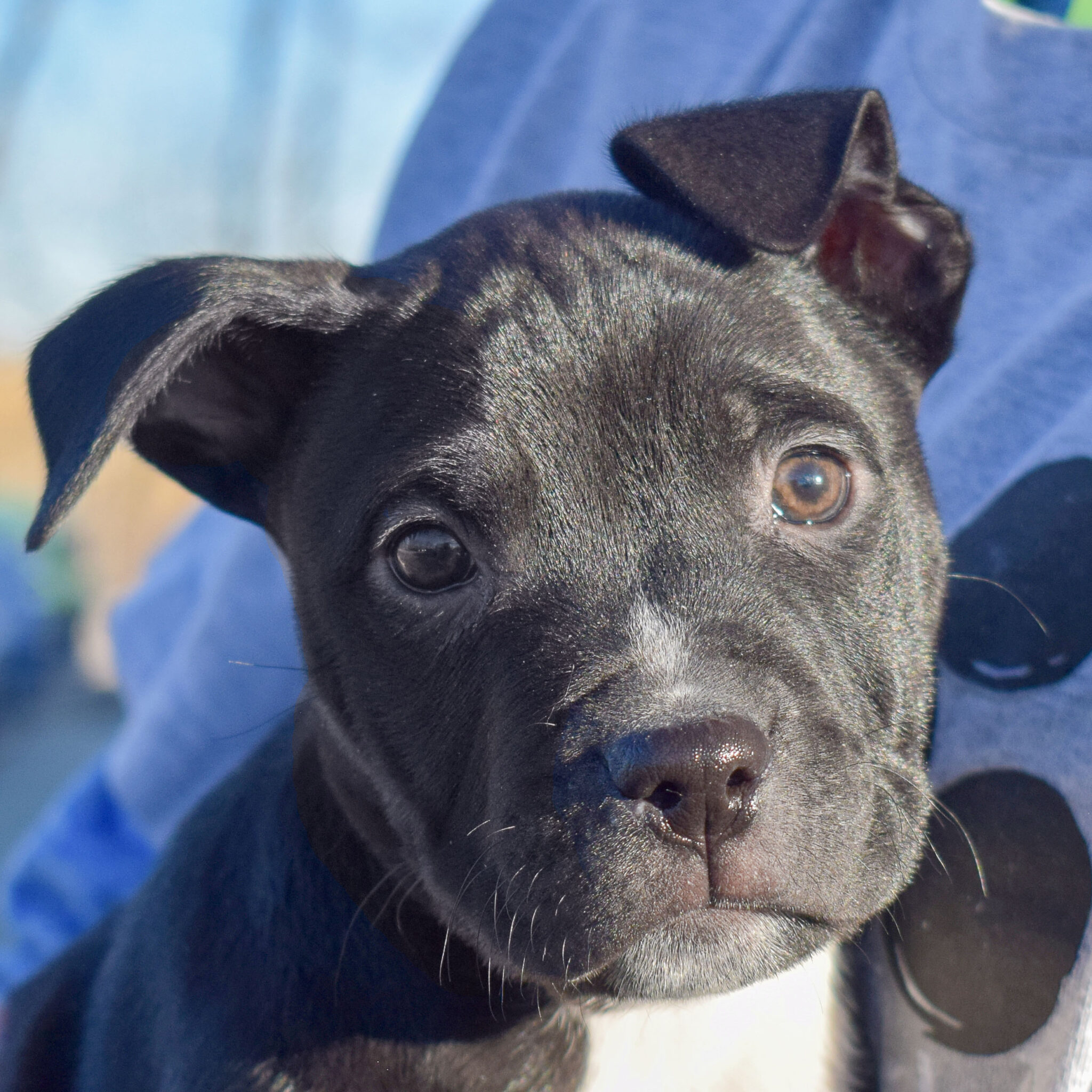 Caleb - Animal House Shelter