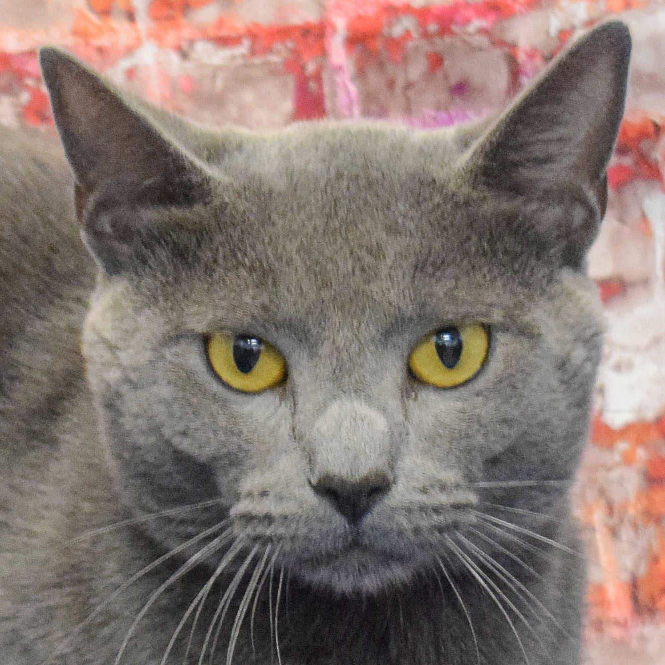 Church - Animal House Shelter