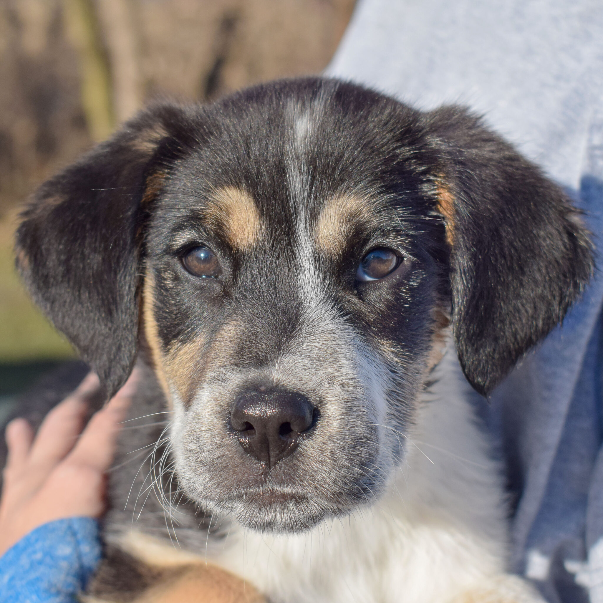 Clarice - Animal House Shelter