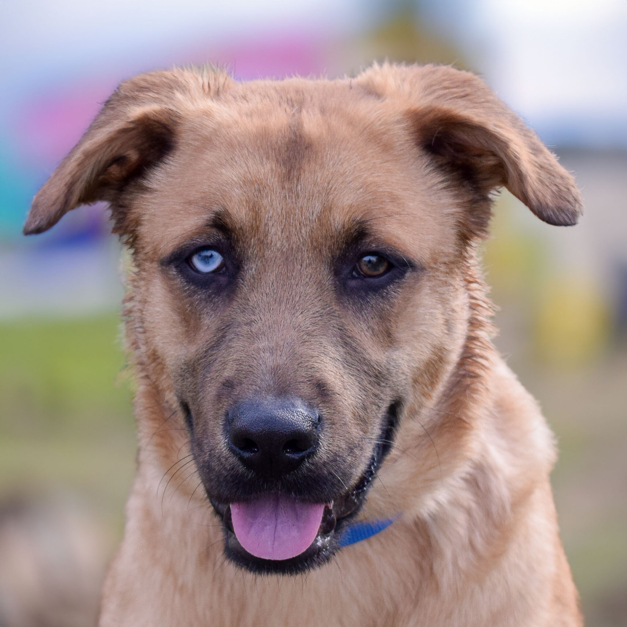 Connor - Animal House Shelter