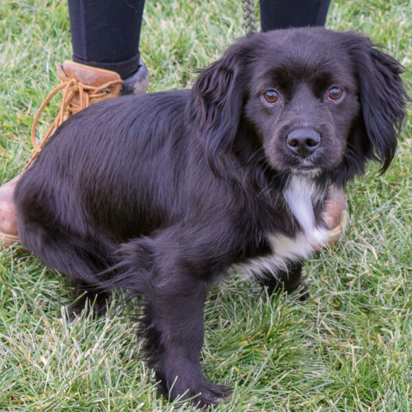 Diesel - Animal House Shelter