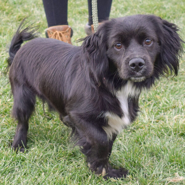 Diesel - Animal House Shelter