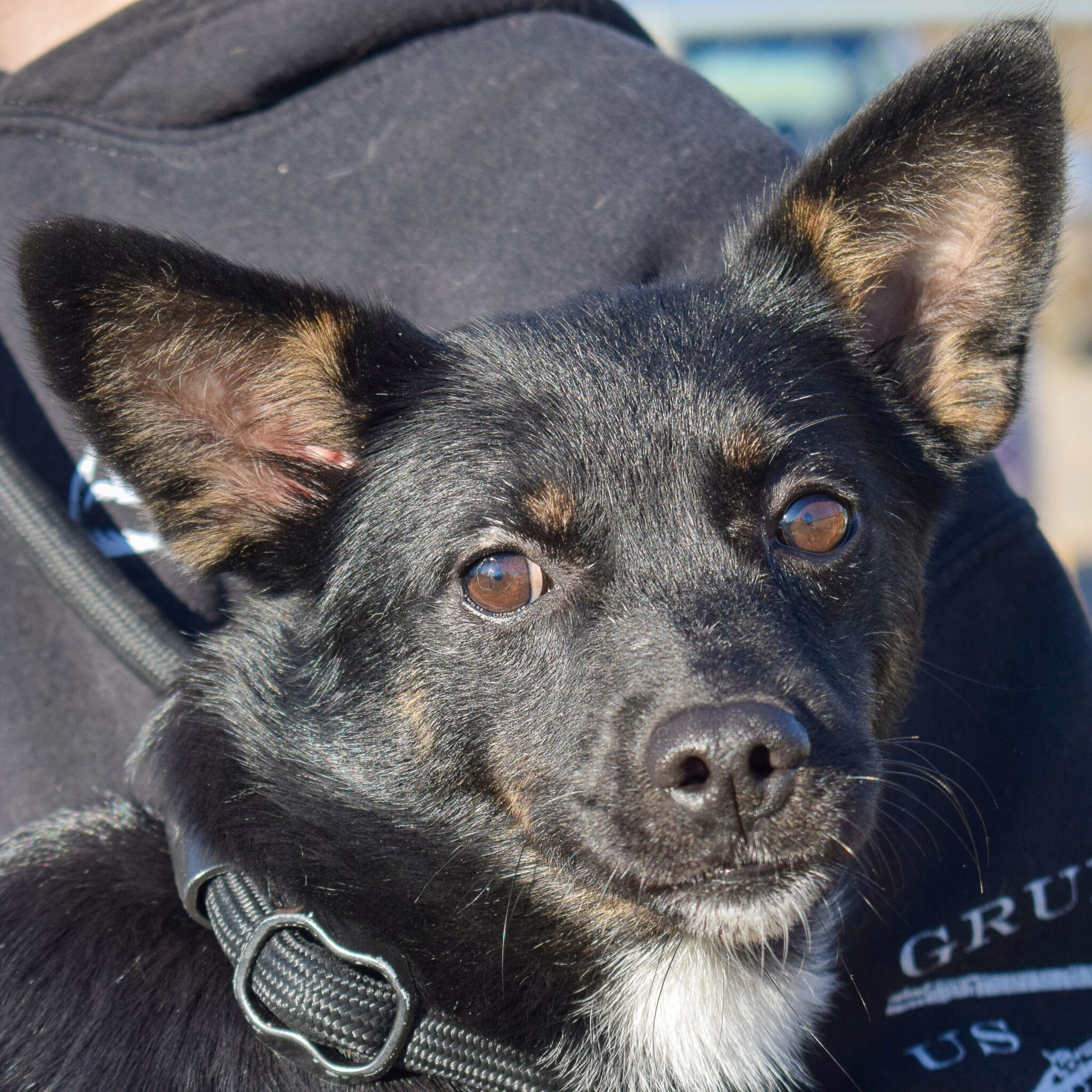 Eleanor - Animal House Shelter