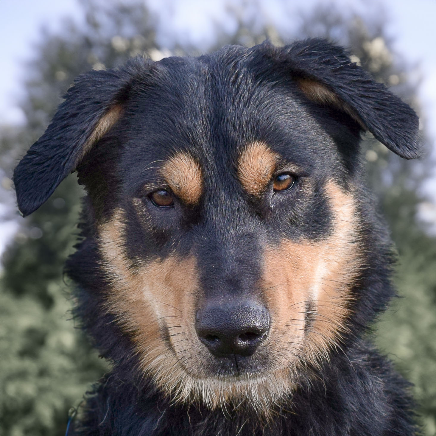 Fido - Animal House Shelter