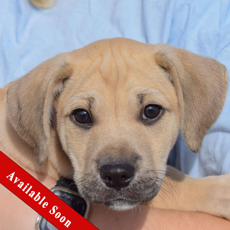 Floyd - Animal House Shelter