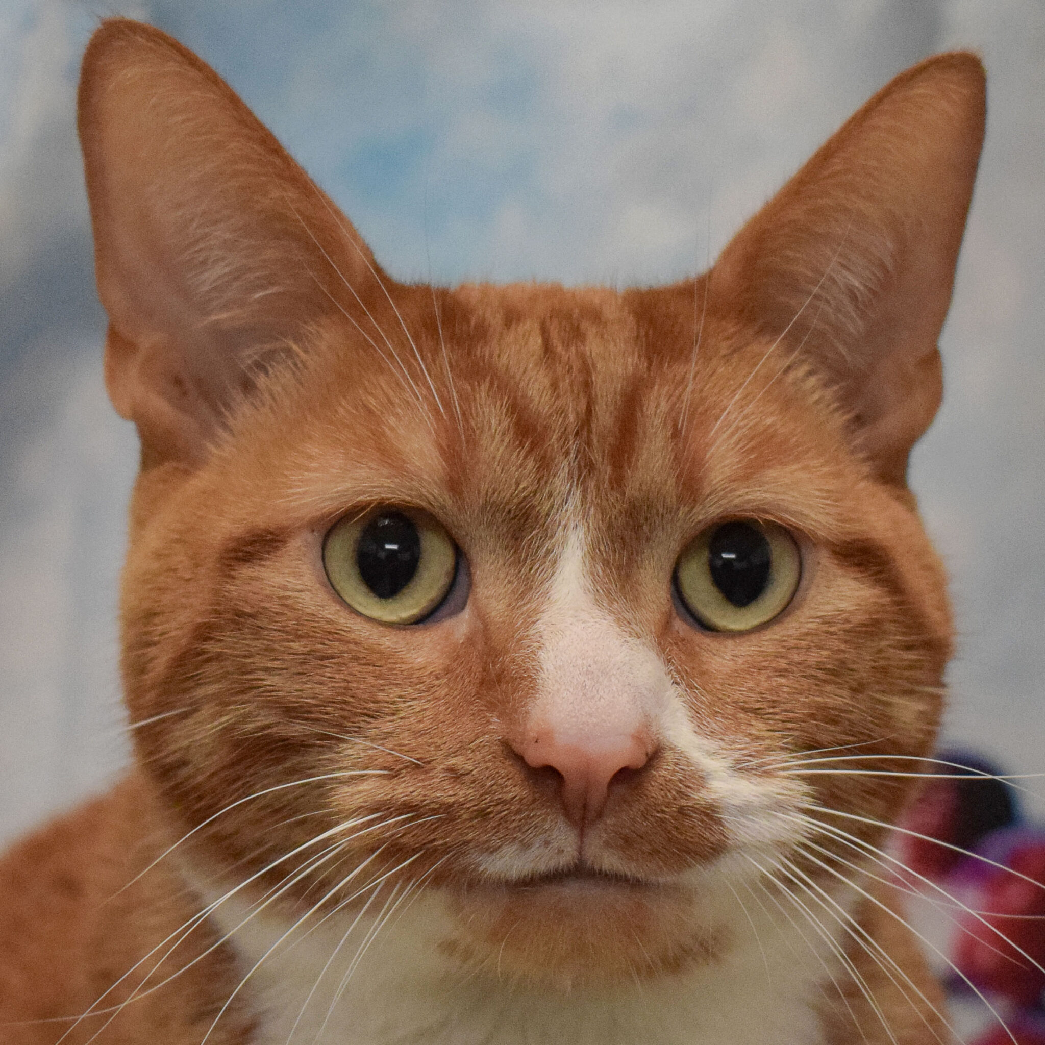 Hoot - Animal House Shelter