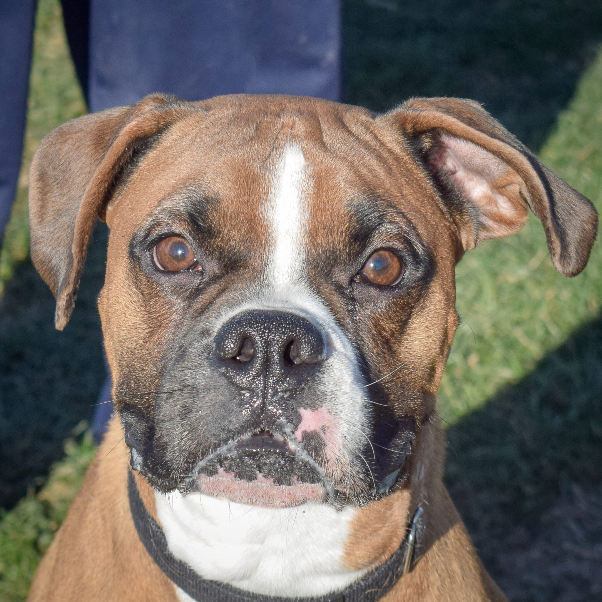 Kane - Animal House Shelter