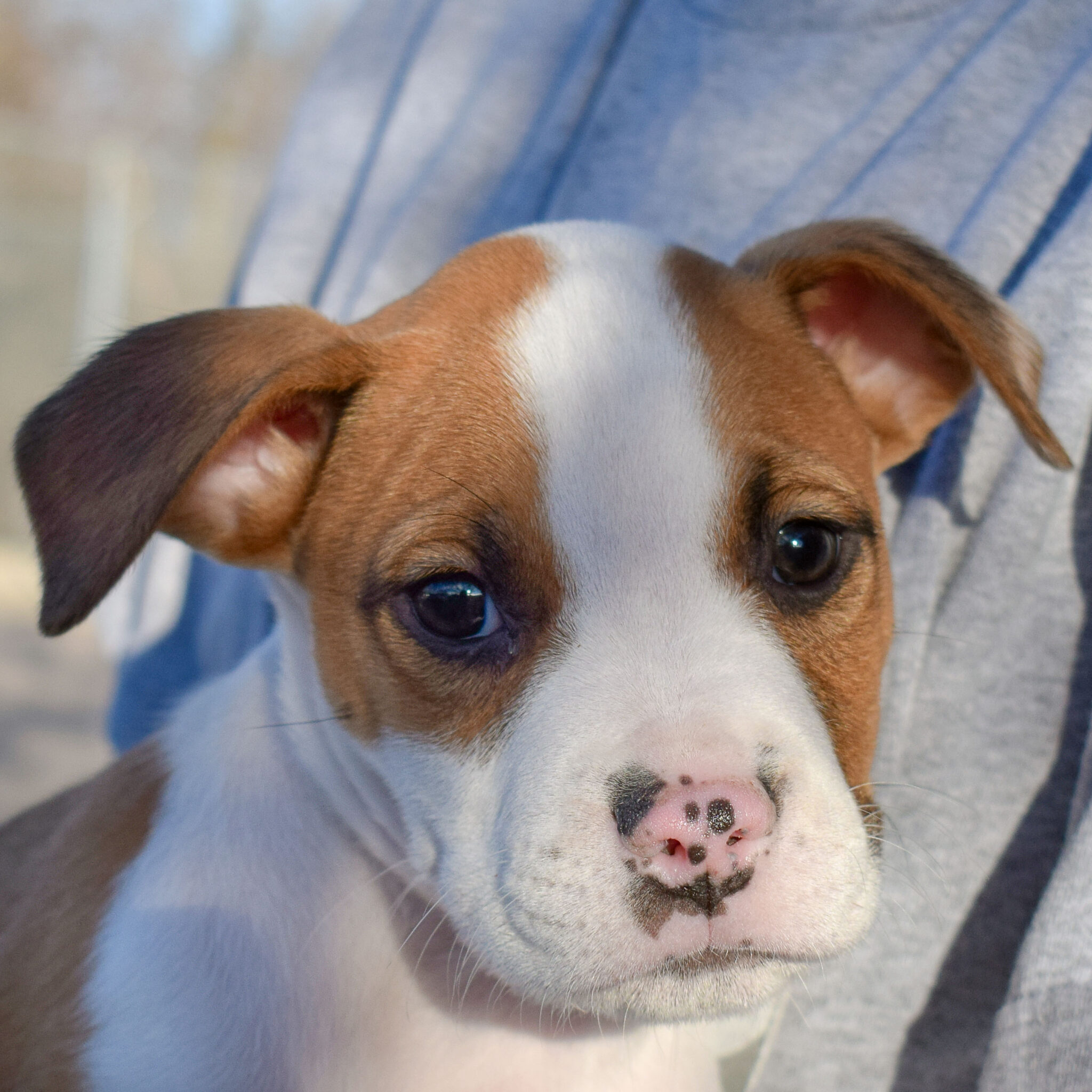 Mitch - Animal House Shelter